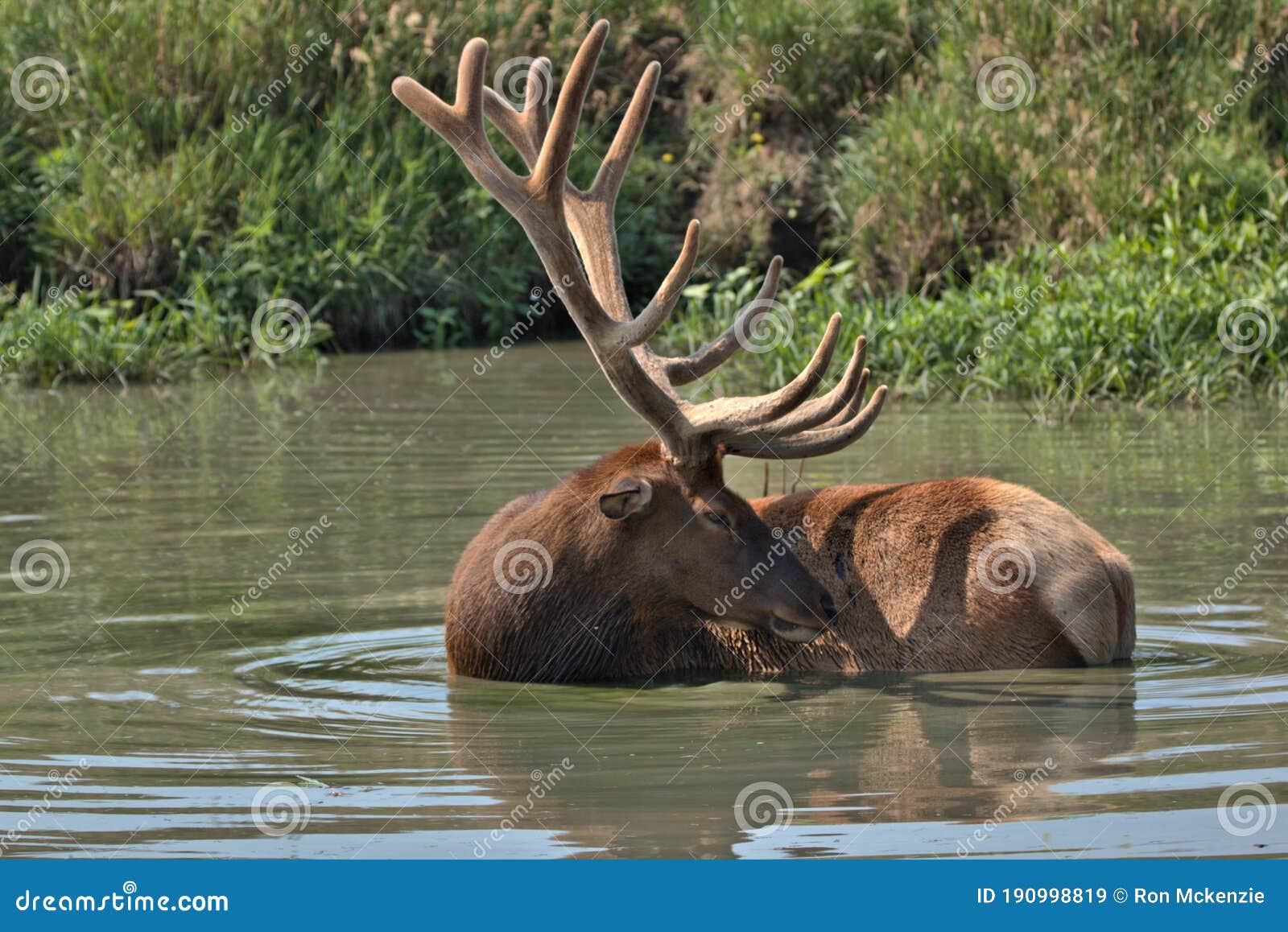 Bull Elk in the summer stock image. Image of antlers - 190998819