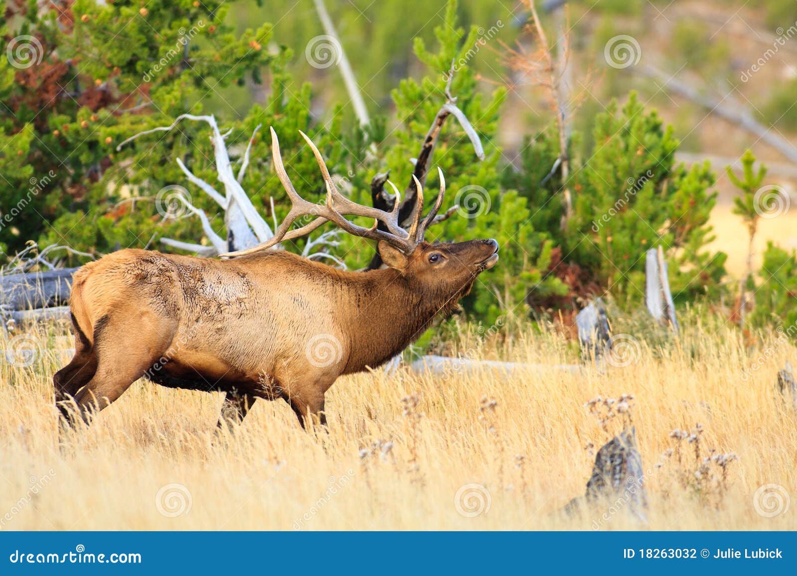 Bull Elk in Tall Gold Grass Stock Photo - Image of ecology, national ...
