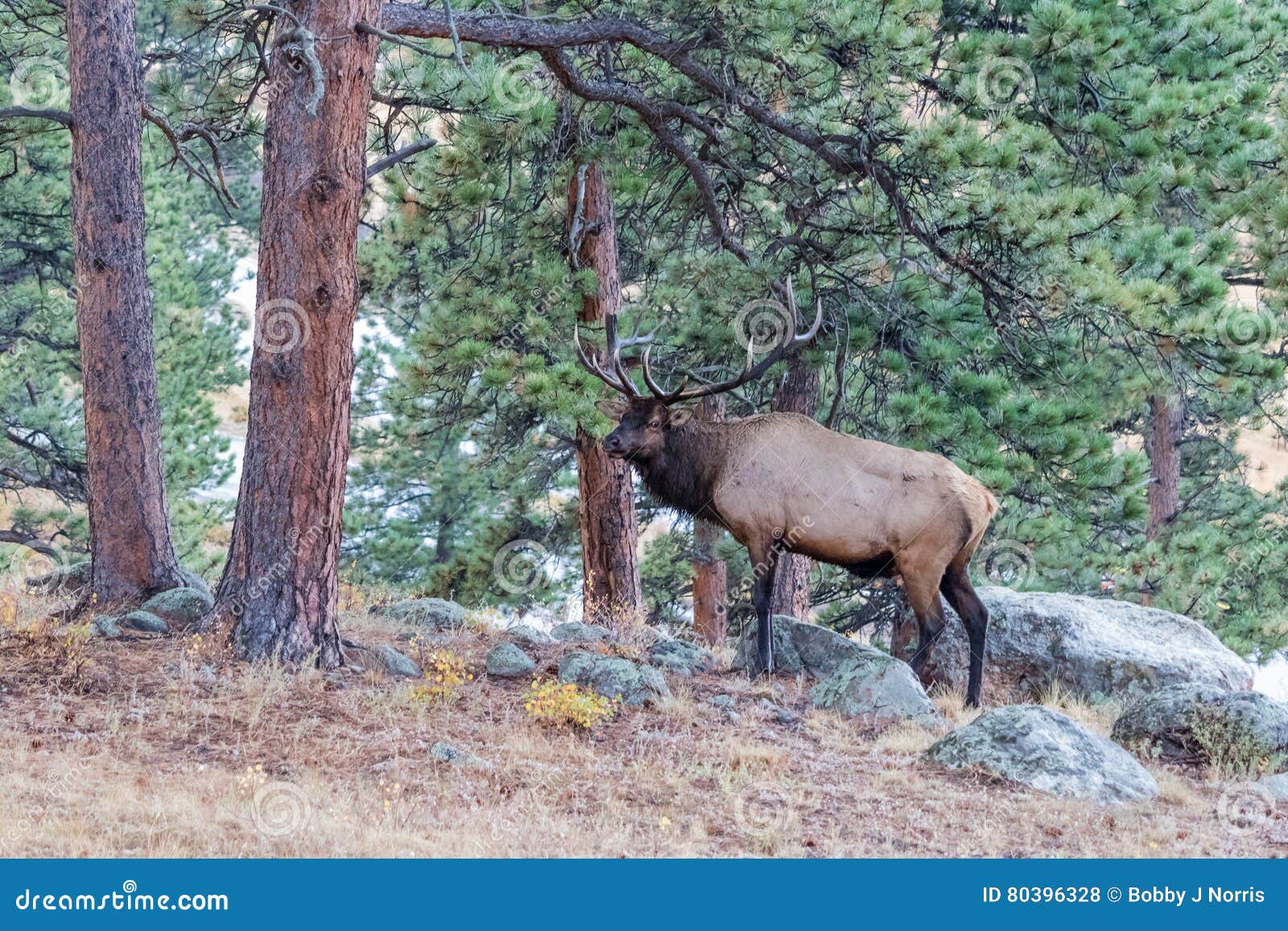 Bull Elk in the Timber stock photo. Image of tall, grass - 80396328