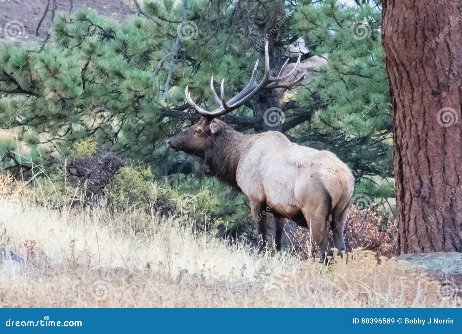 Bull Elk in the Timber stock image. Image of rocky, tree - 80396589