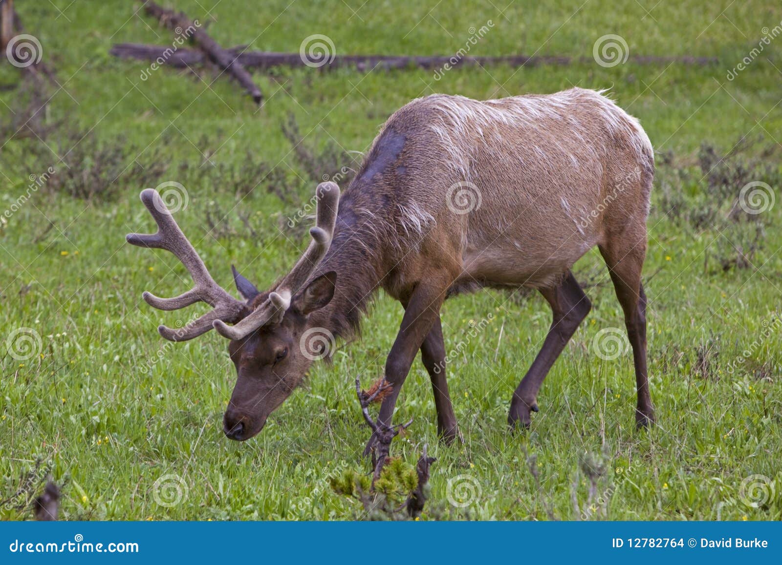 Bull Elk in velvet stock photo. Image of fauna, nature - 12782764