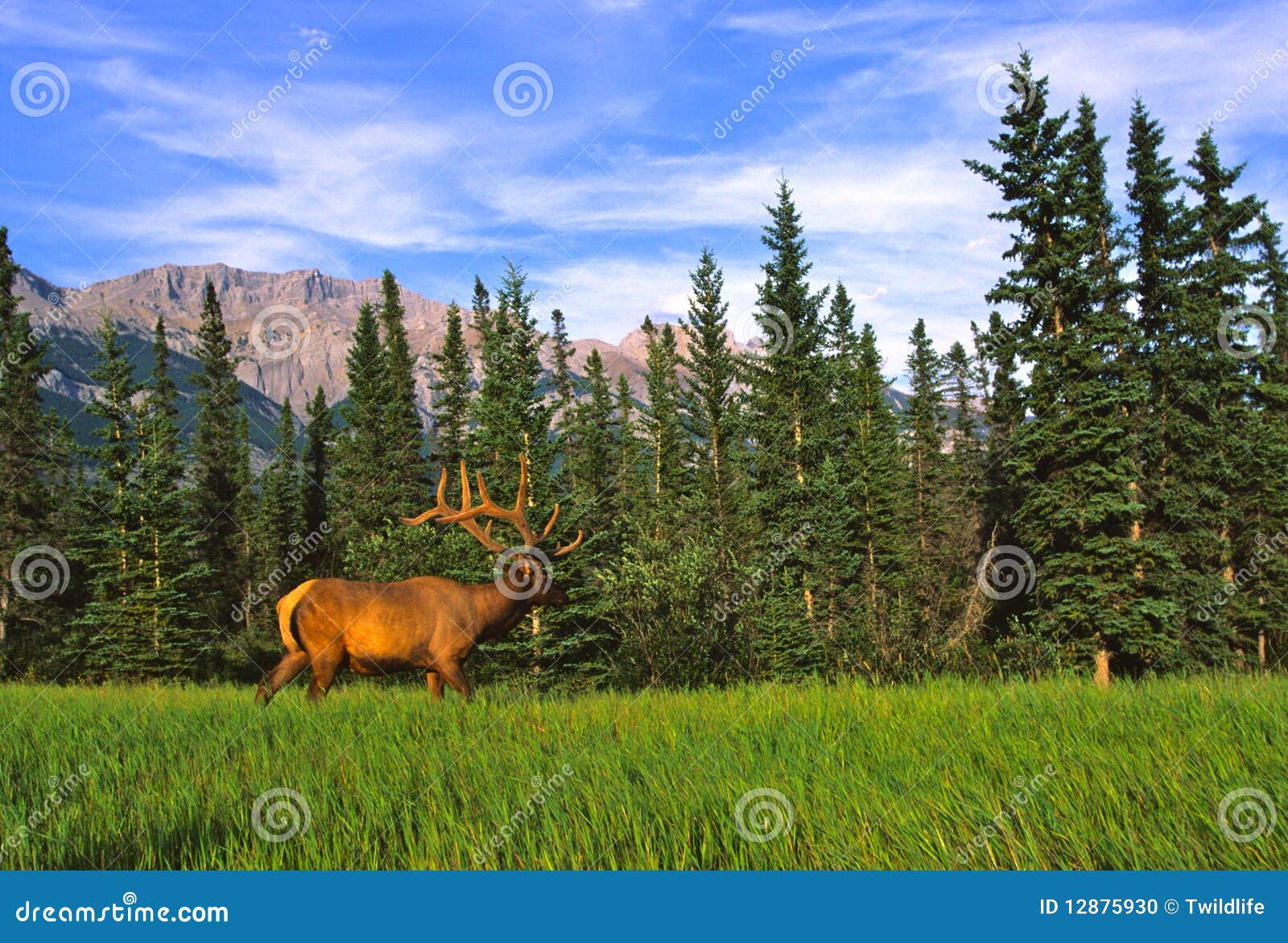 Bull Elk in Velvet stock photo. Image of animals, velvet - 12875930