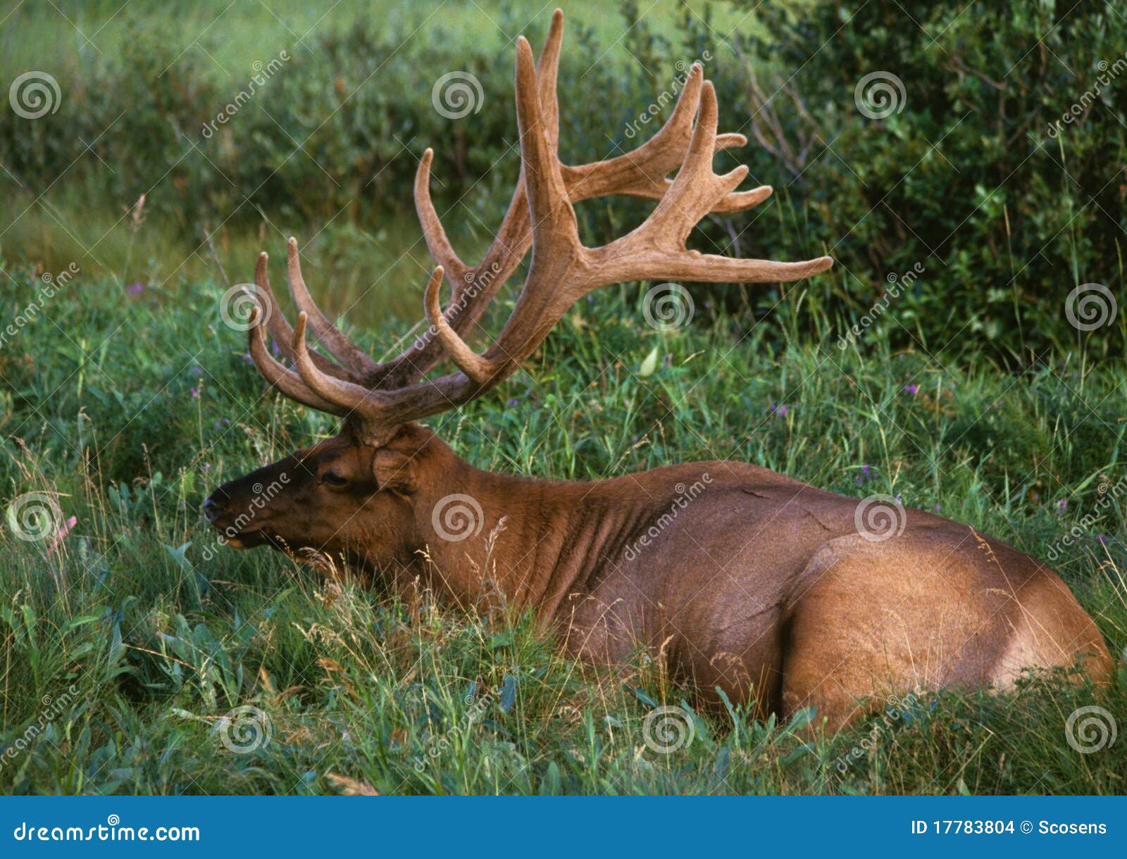 Bull Elk in Velvet stock photo. Image of wildlife, wapiti - 17783804