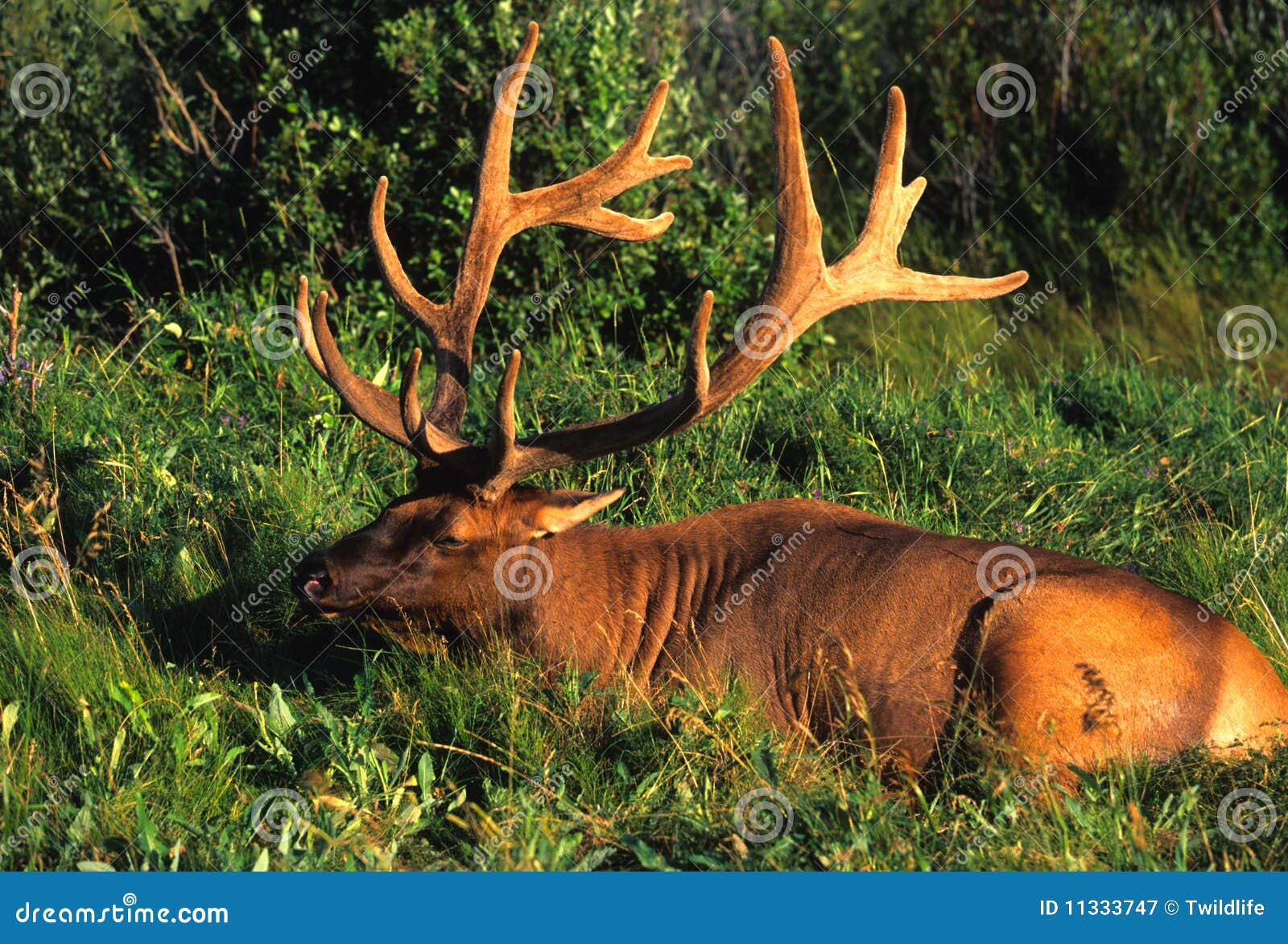 Bull Elk in Velvet Bedded stock image. Image of portrait - 11333747