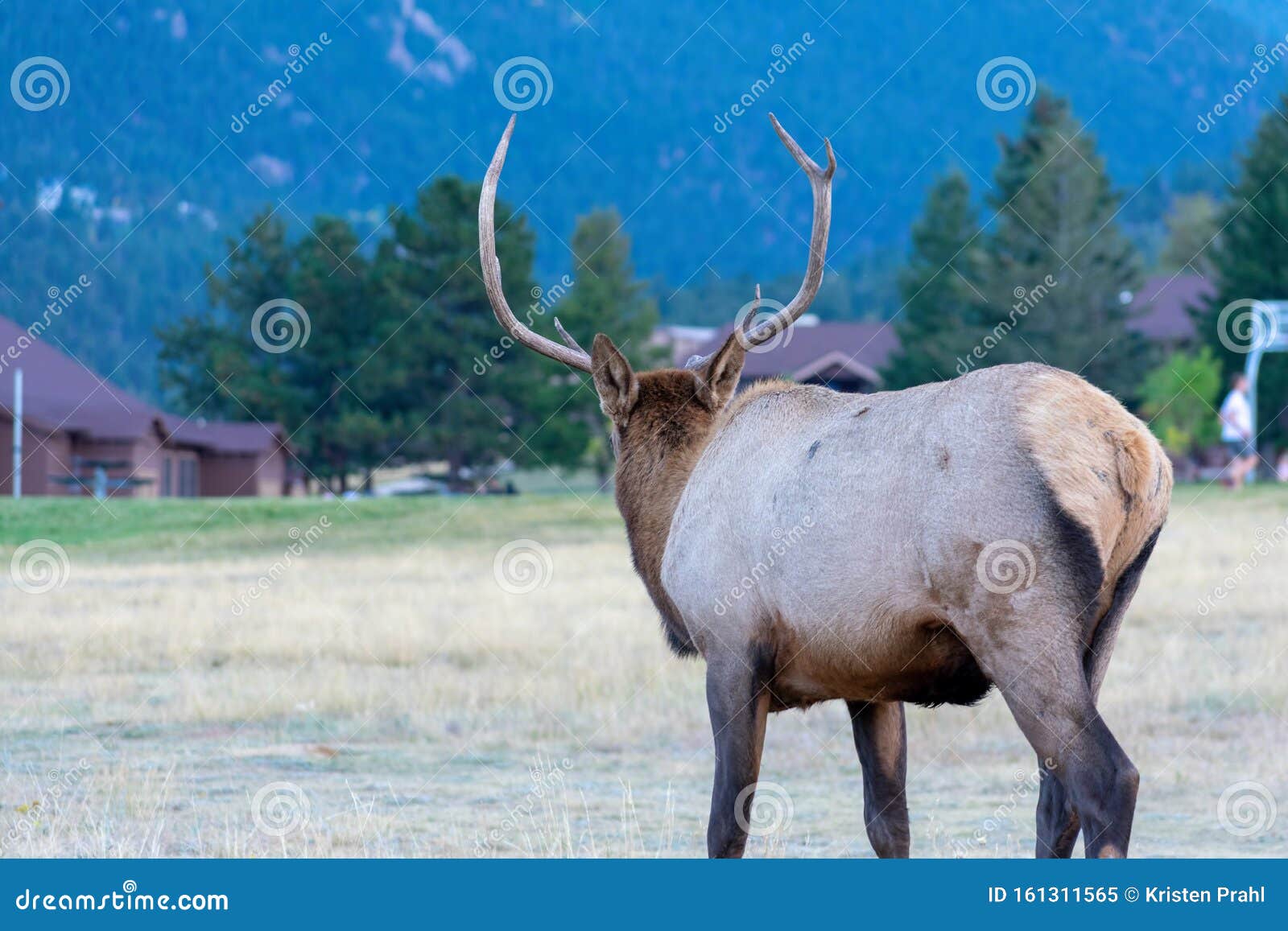 Bull Elk Visiting the YMCA of the Rockies in Early Evening Stock Image ...