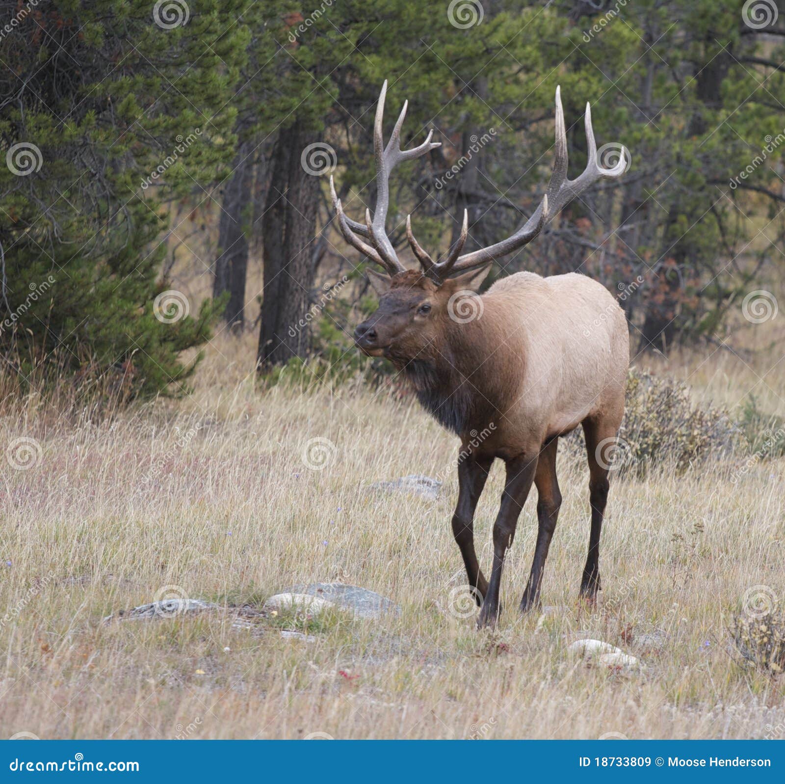 Bull Elk walking stock image. Image of wildlife, grass - 18733809
