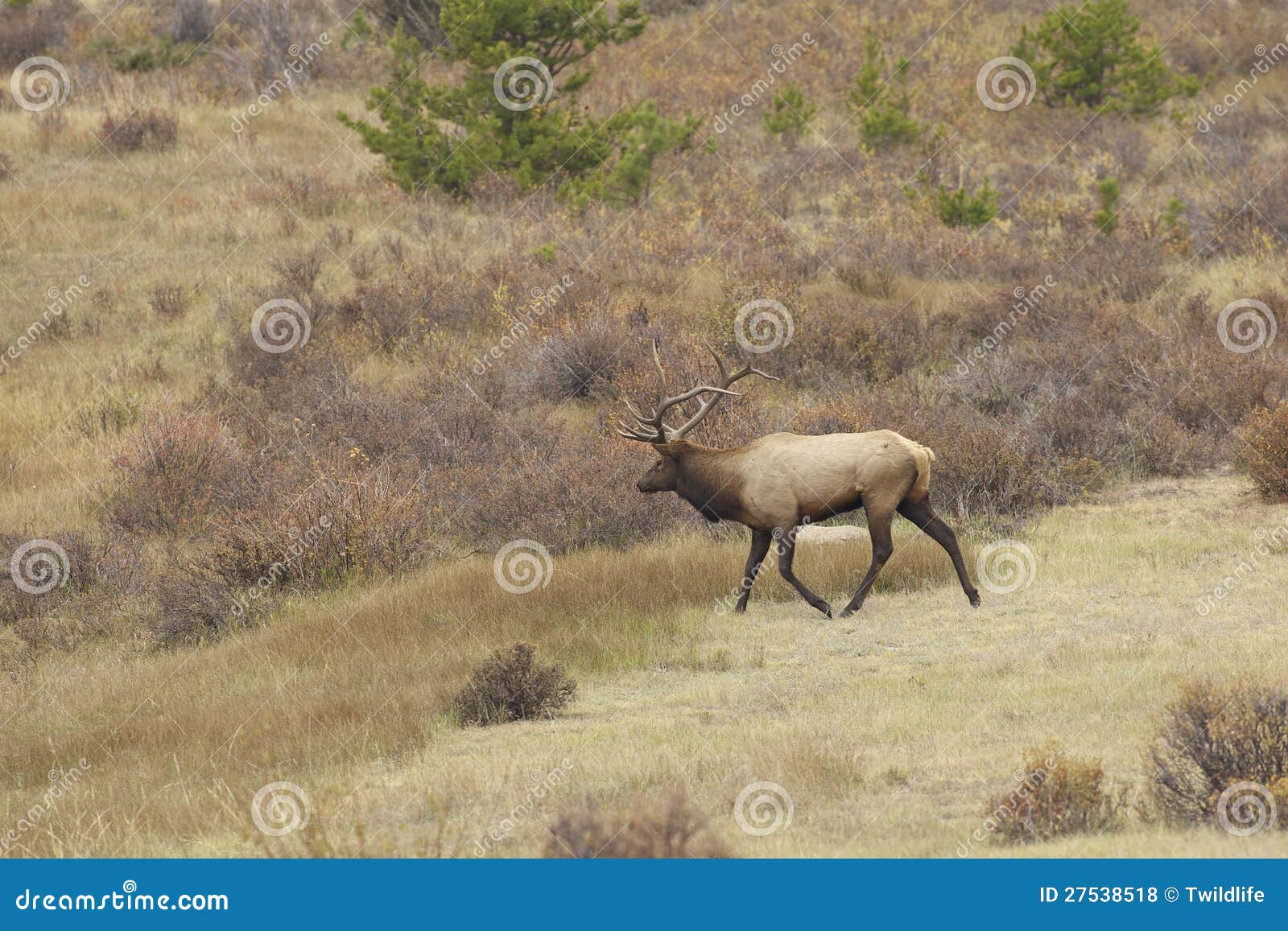 Bull Elk Walking stock photo. Image of wild, colorado - 27538518