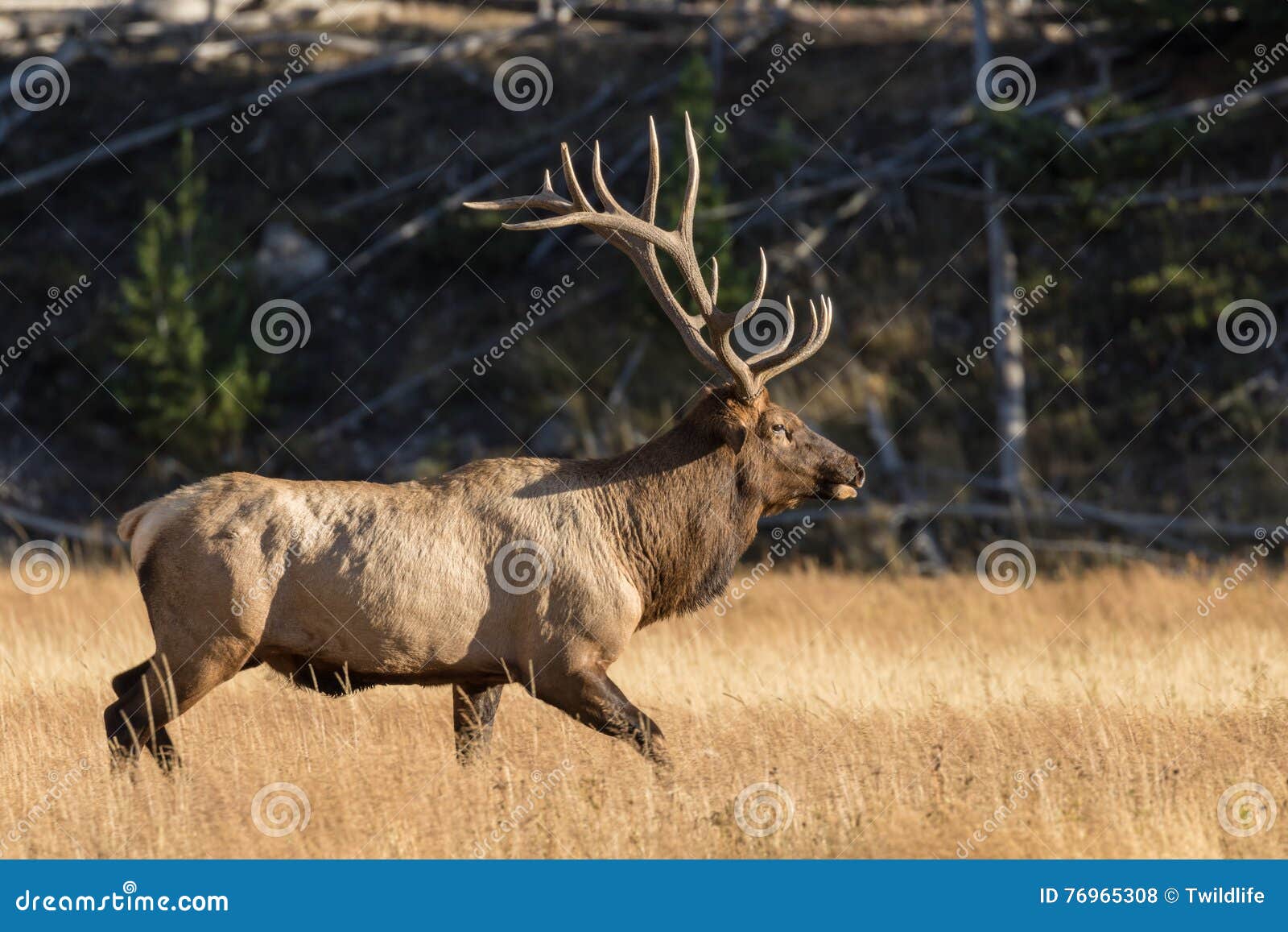 Bull Elk Walking stock photo. Image of wyoming, mammal - 76965308