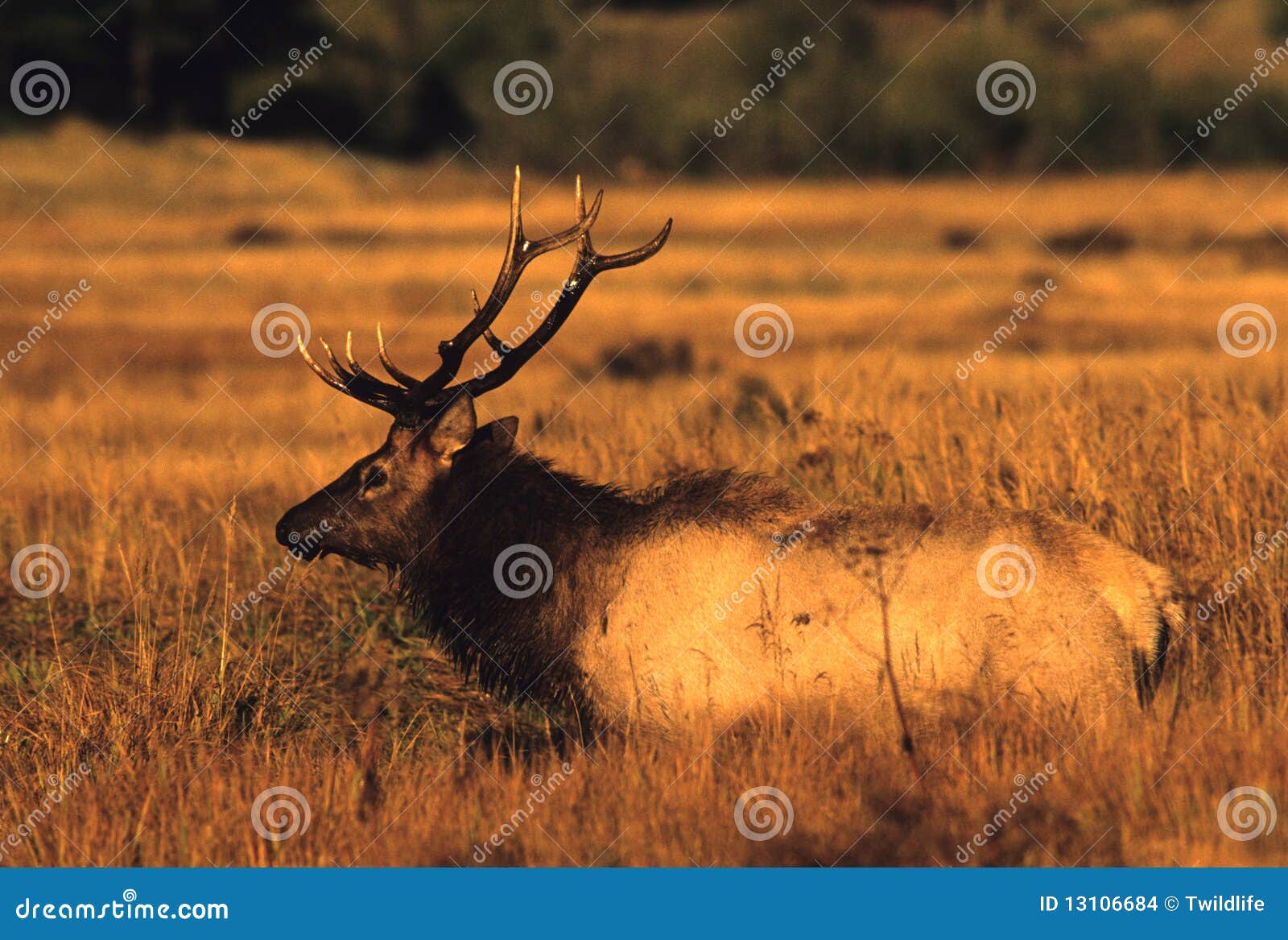 Bull Elk in Wallow stock photo. Image of hunting, game - 13106684