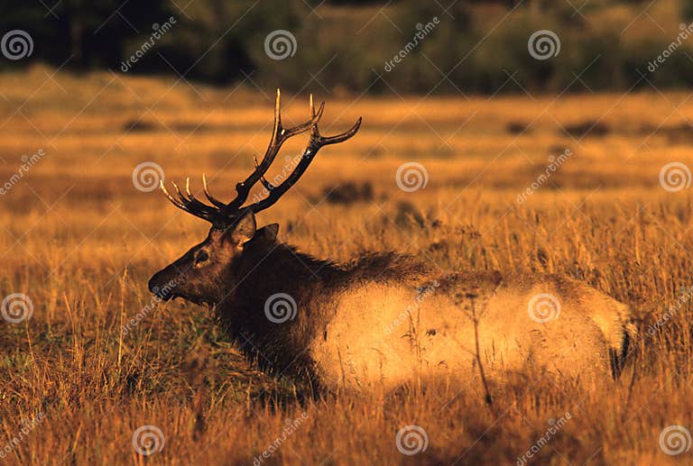 Bull Elk in Wallow stock photo. Image of hunting, game - 13106684