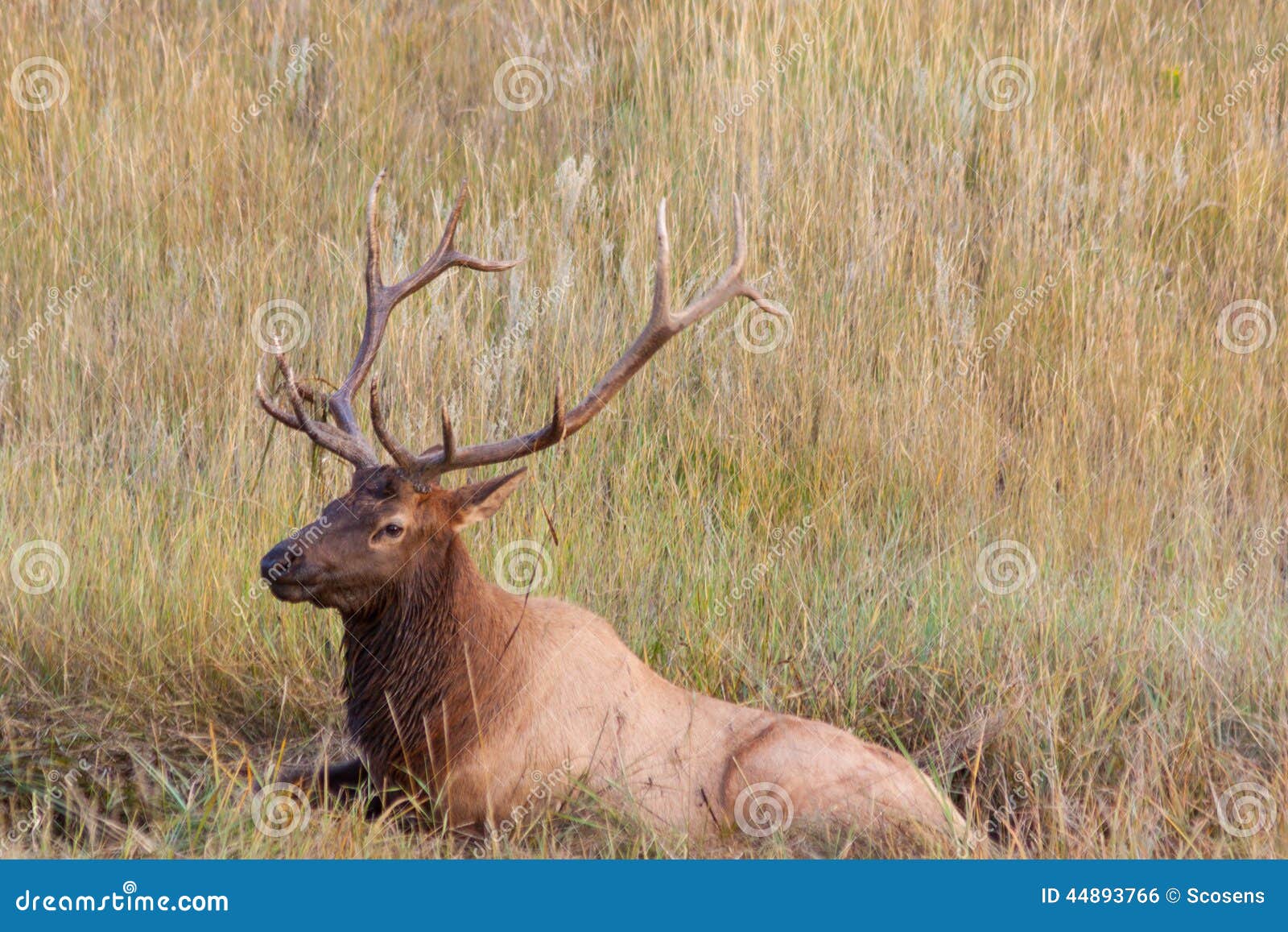Bull Elk in Wallow stock photo. Image of colorado, hoofed - 44893766