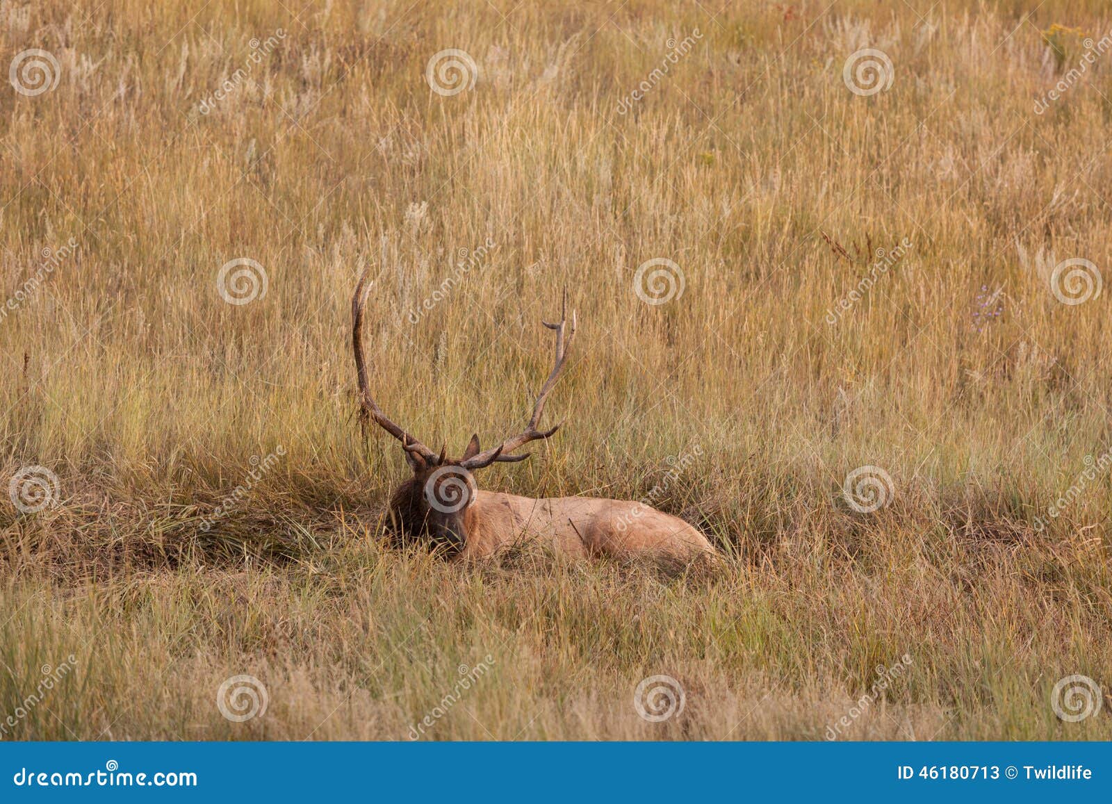 Bull Elk in Wallow stock image. Image of mammal, animal - 46180713
