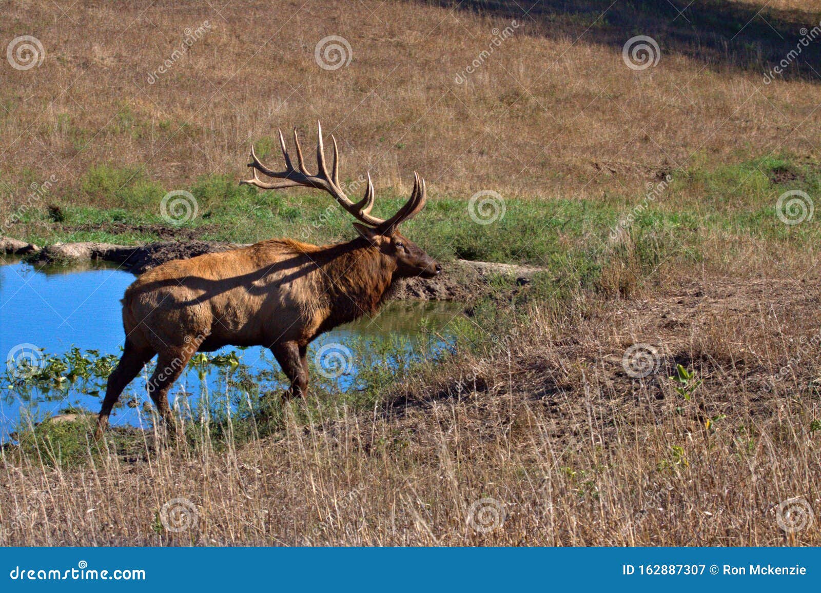 Bull Elk by the Water at Sunrise Stock Image - Image of colorado ...