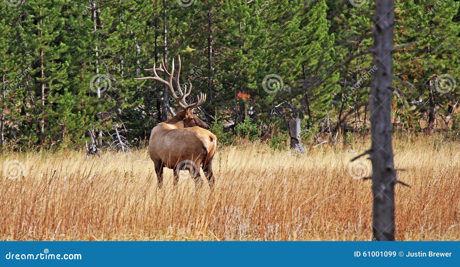 Bull Elk stock image. Image of trees, montana, wildlife - 61001099