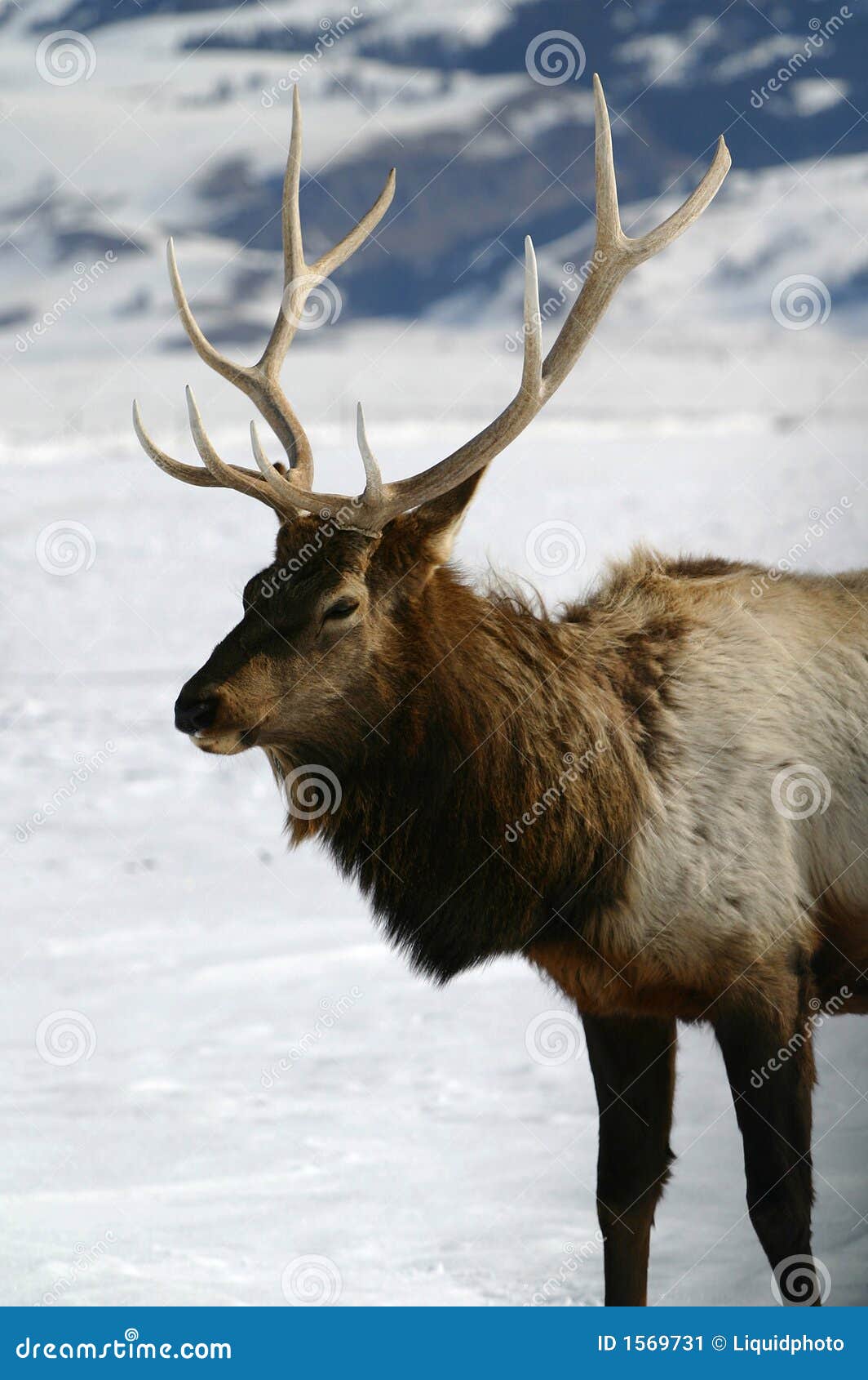 Bull Elk Winter stock image. Image of wild, mountains - 1569731