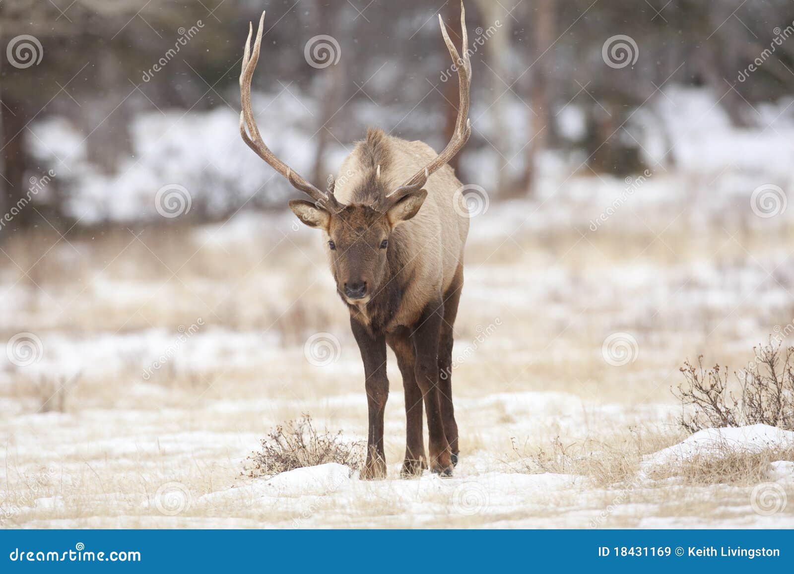 Bull elk in winter stock image. Image of nature, habitat - 18431169