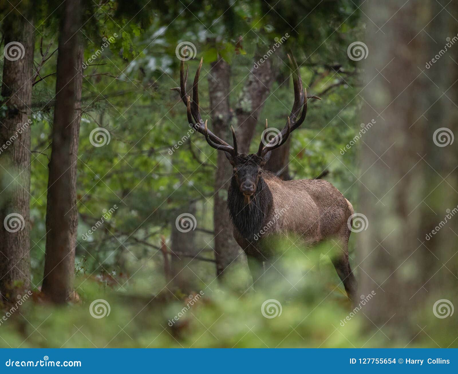 Bull Elk in the Woods stock photo. Image of mammal, hunt - 127755654