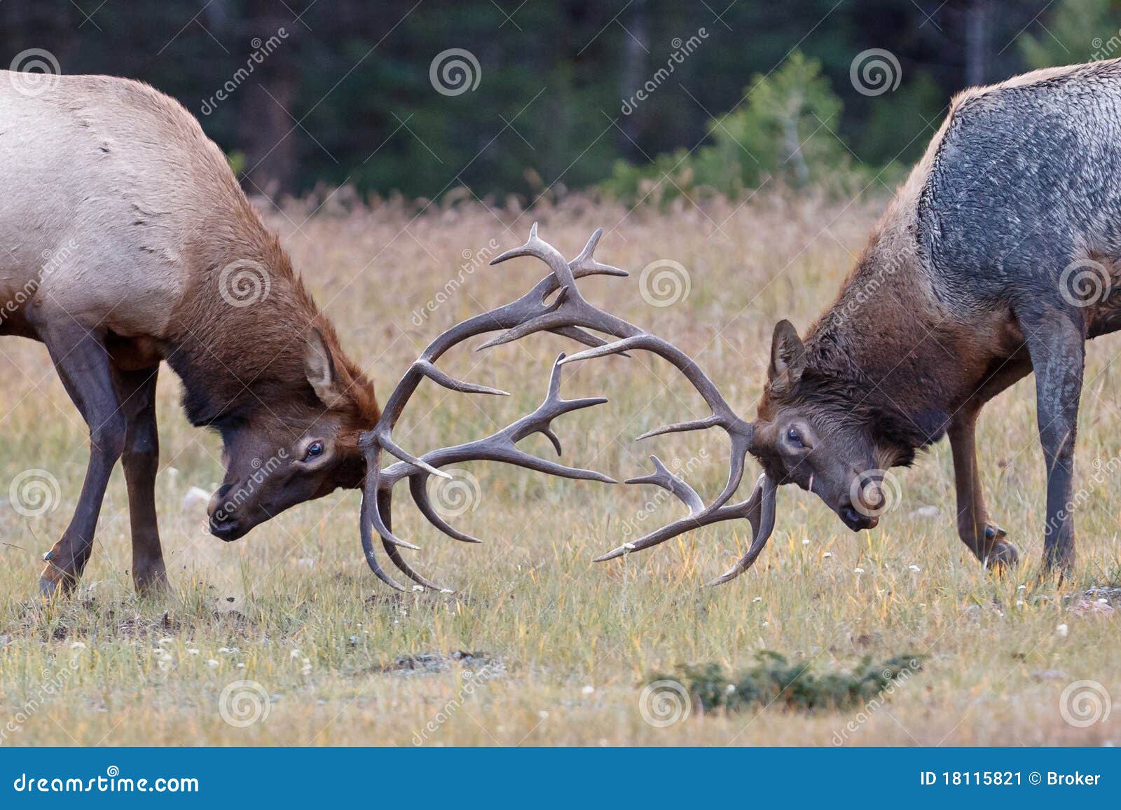 Elk Fighting