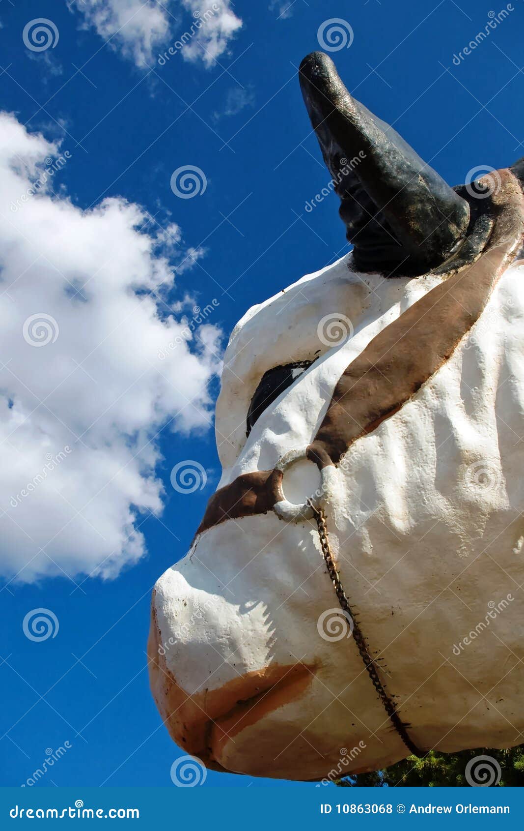 Bull Face stock photo. Image of beef, head, livestock - 10863068