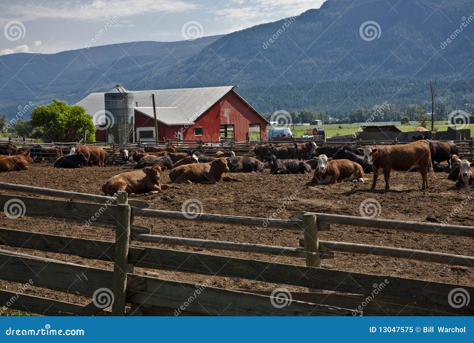 Bull farm stock image. Image of herbivores, domesticated - 13047575