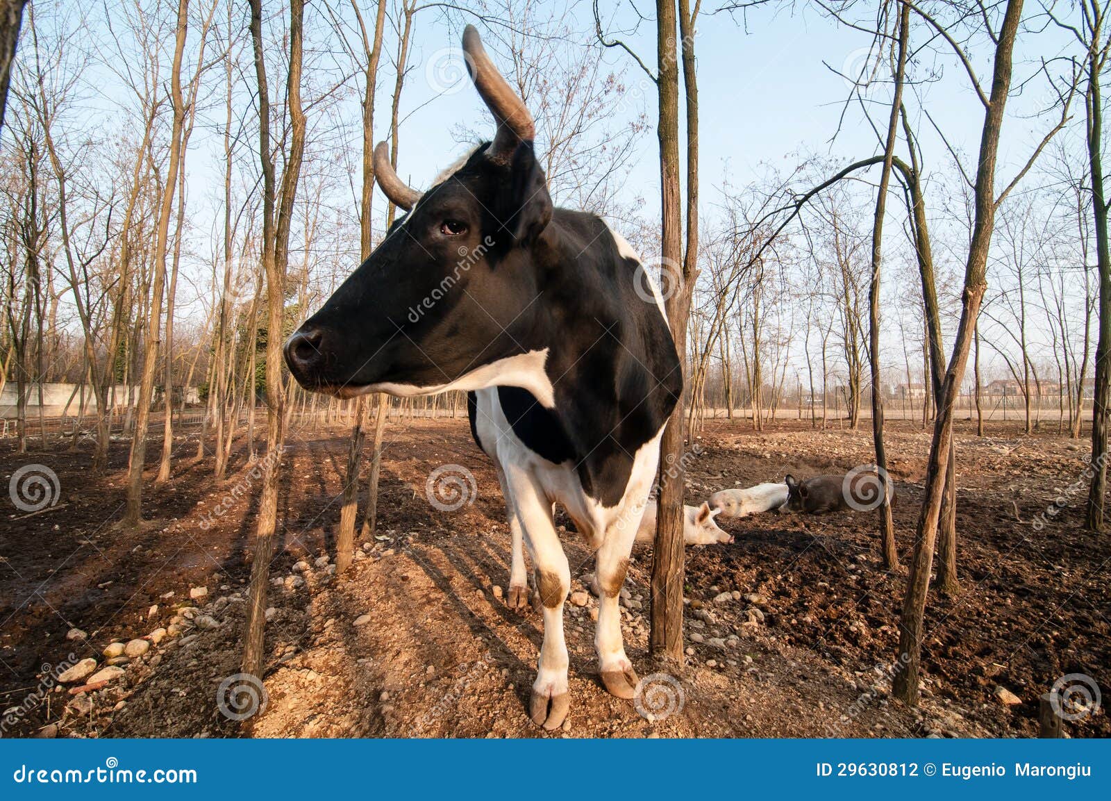 Bull on the farm stock photo. Image of meadow, cattle - 29630812