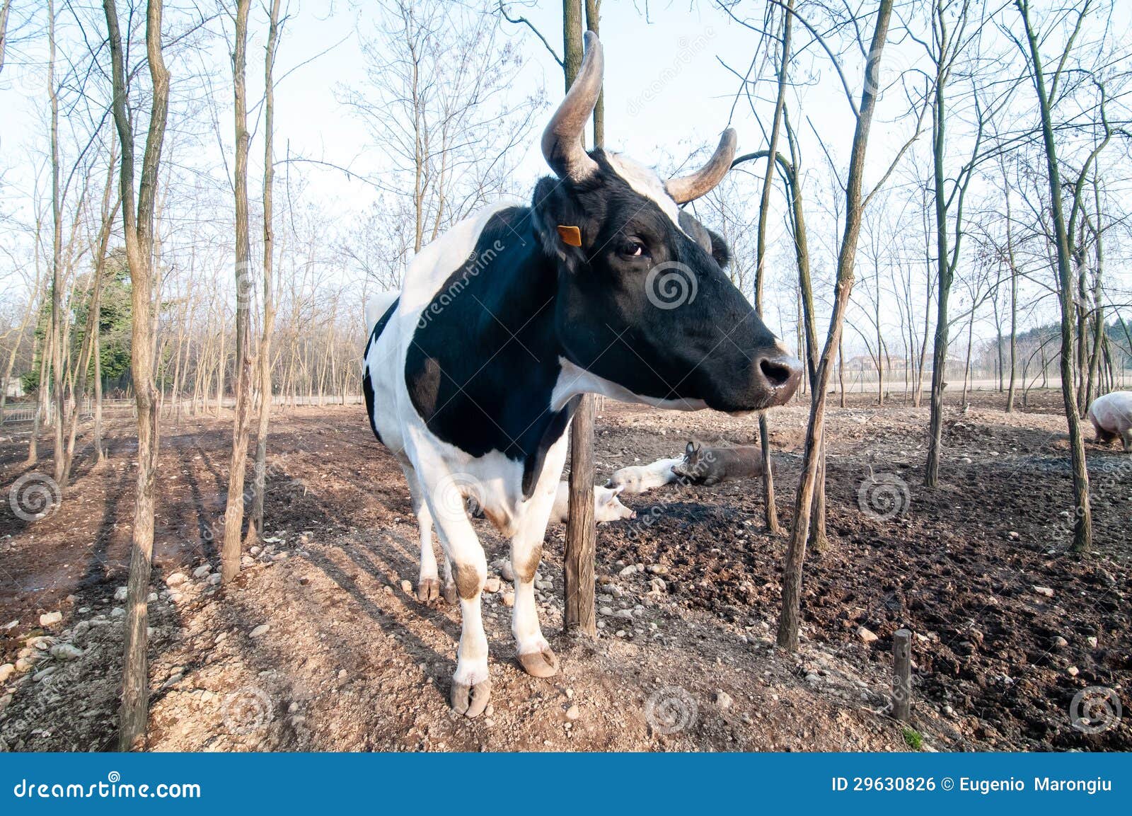Bull on the farm stock photo. Image of elegant, energy - 29630826