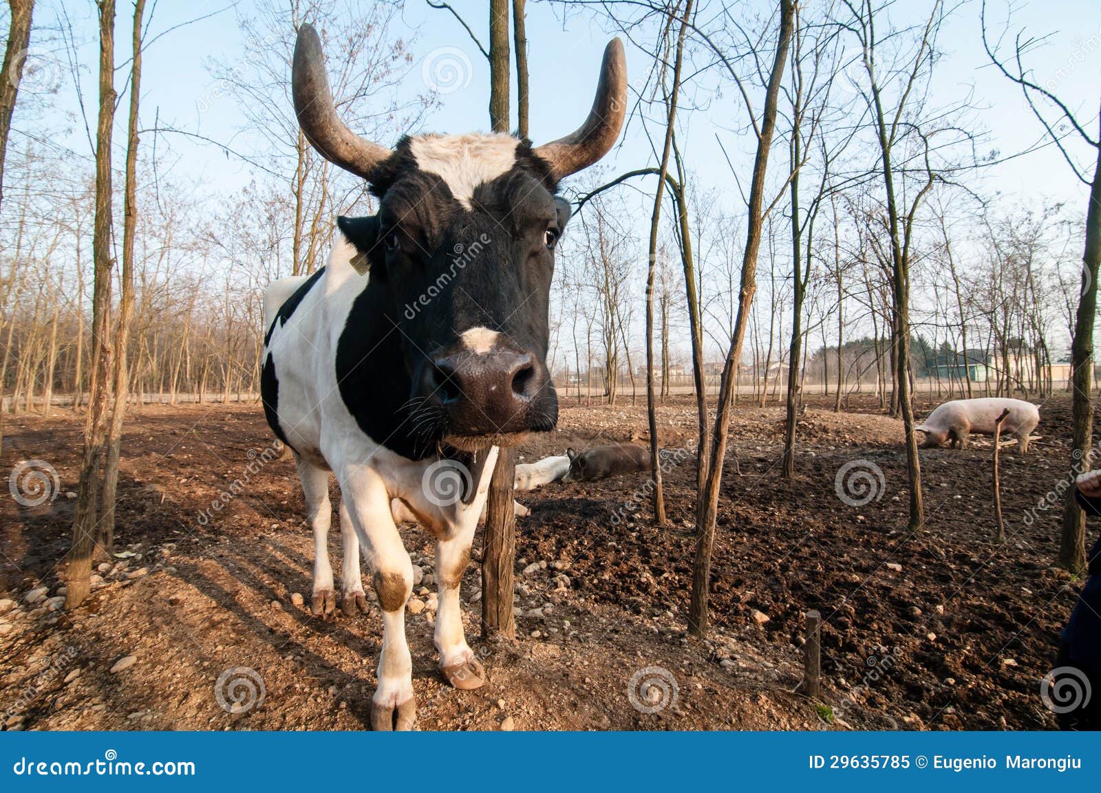 Bull on the farm stock image. Image of agriculture, nature - 29635785