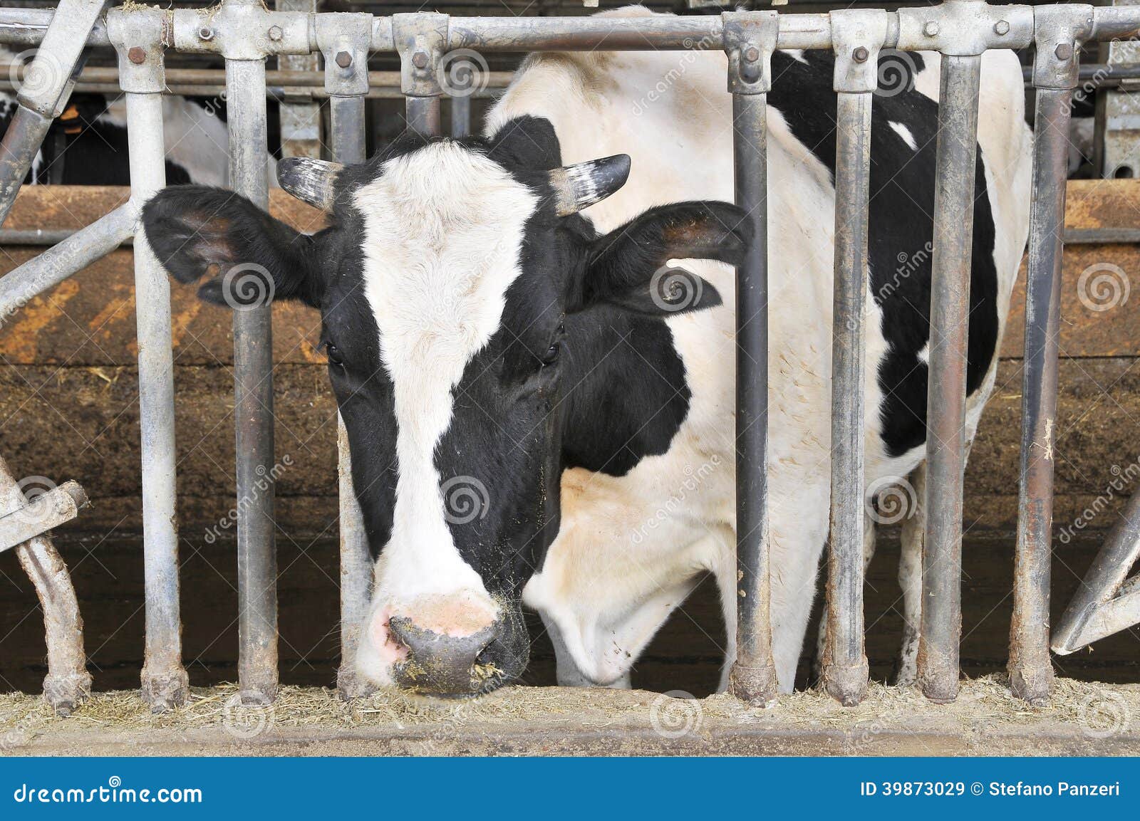 Bull in a farm stock image. Image of human, meat, sell - 39873029
