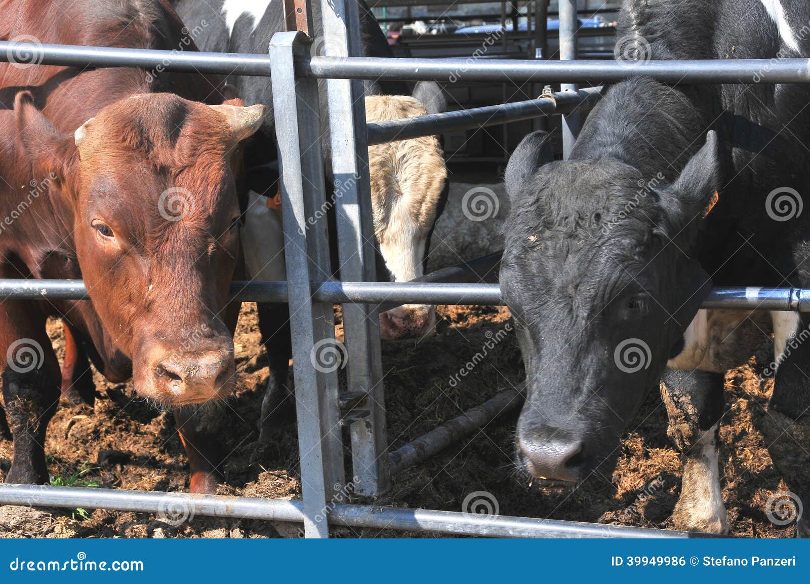 Bull in a farm stock photo. Image of tail, ears, cage - 39949986