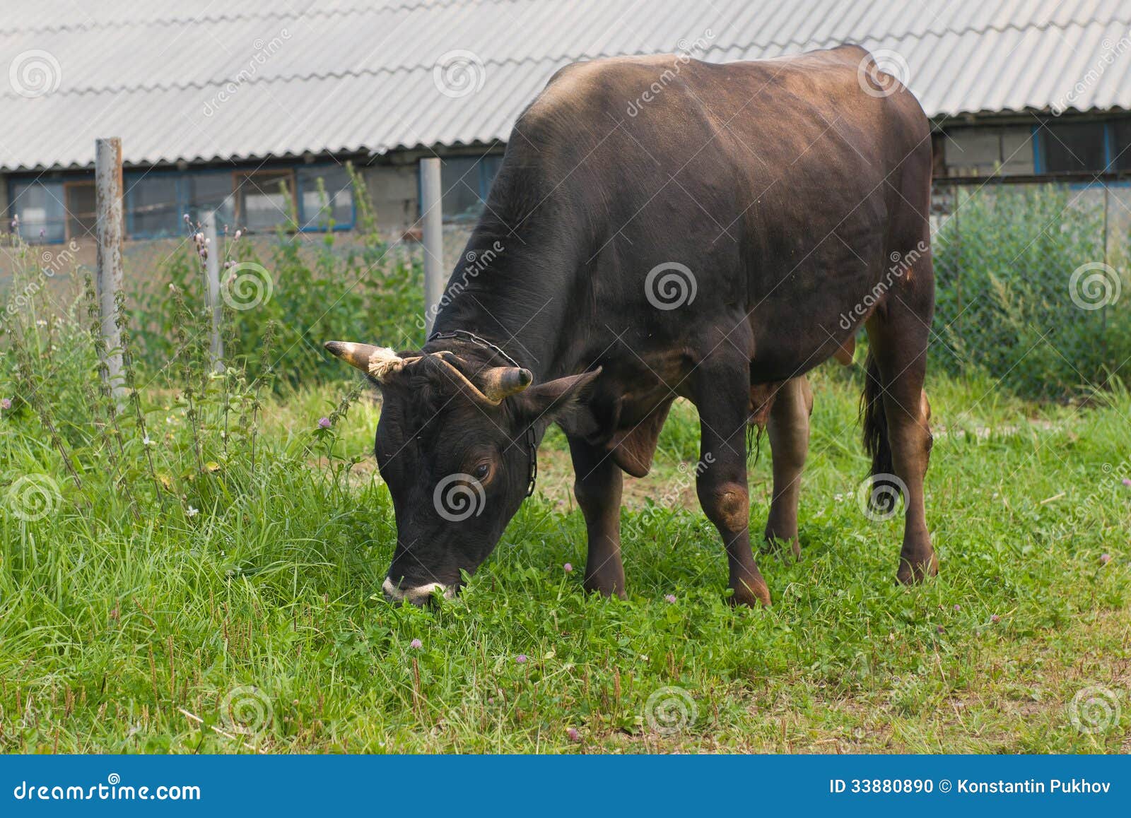 The bull on the farm stock photo. Image of feed, head - 33880890