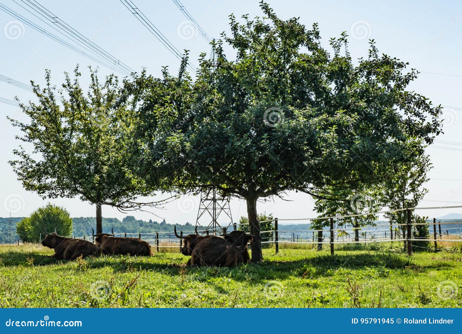 Bull on the farm stock image. Image of bull, plant, grass - 95791945