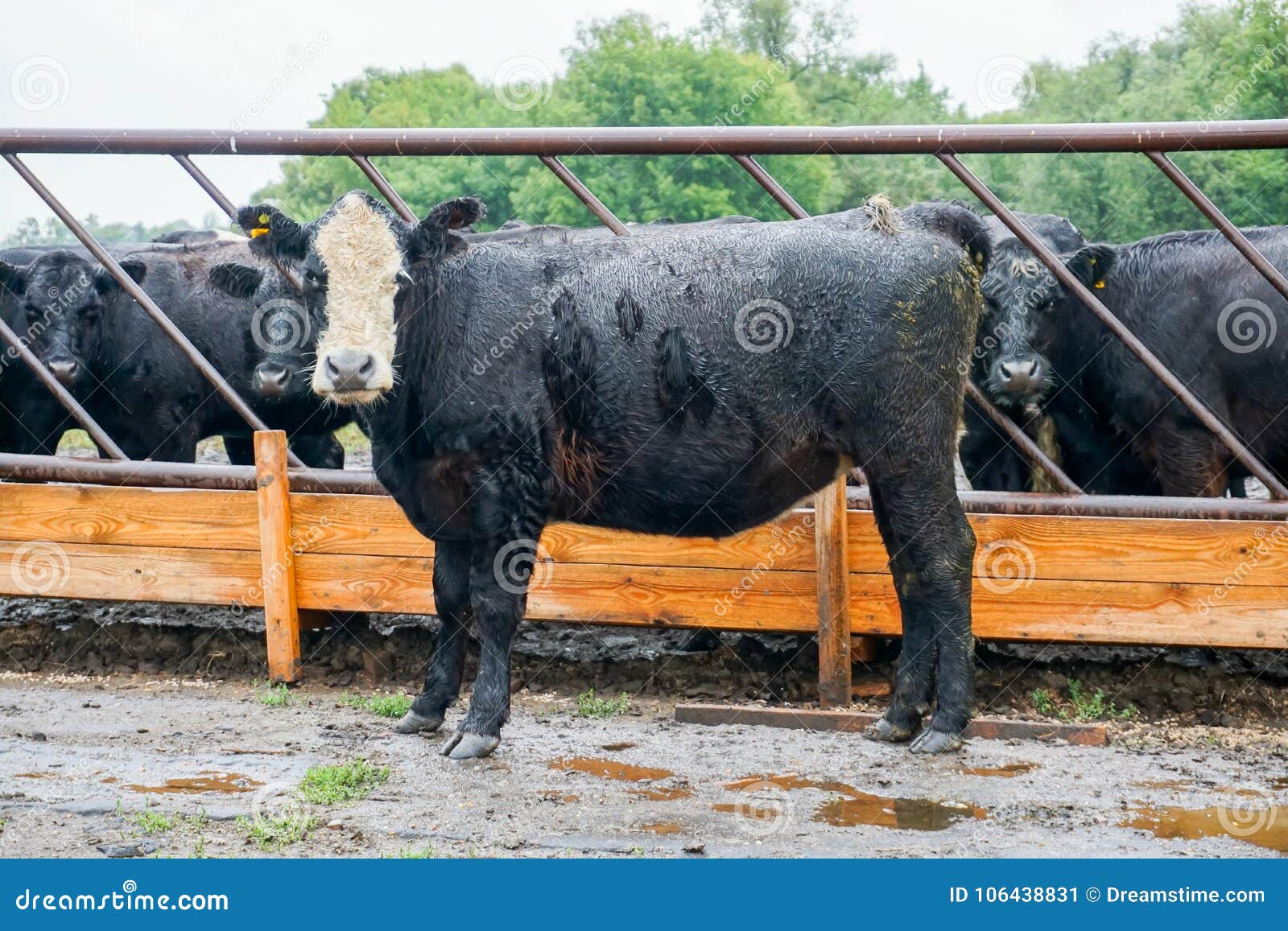 The Bull on the Farm in Open Paddock Stock Image - Image of bull ...