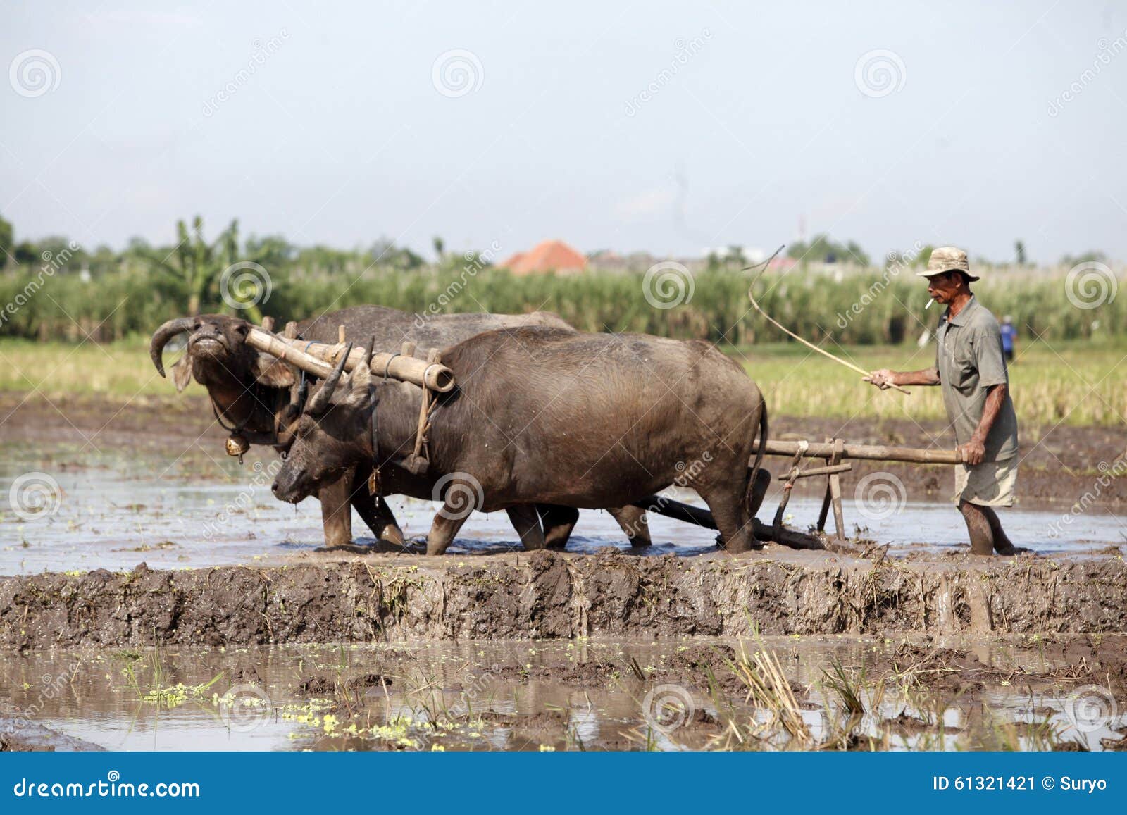 Bull editorial photo. Image of animal, plowing, agriculture - 61321421