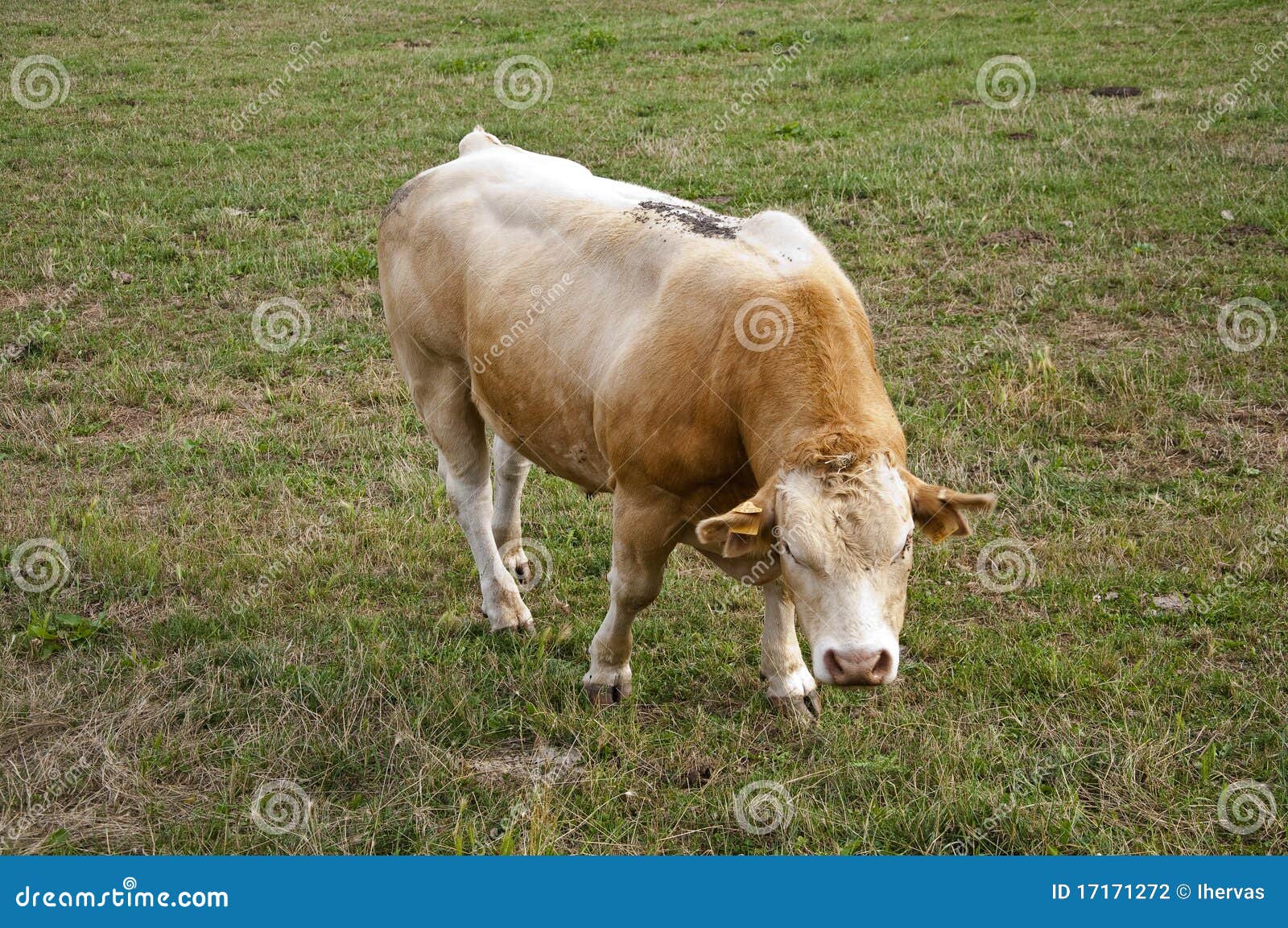 Bull in field stock photo. Image of cattle, livestock - 17171272