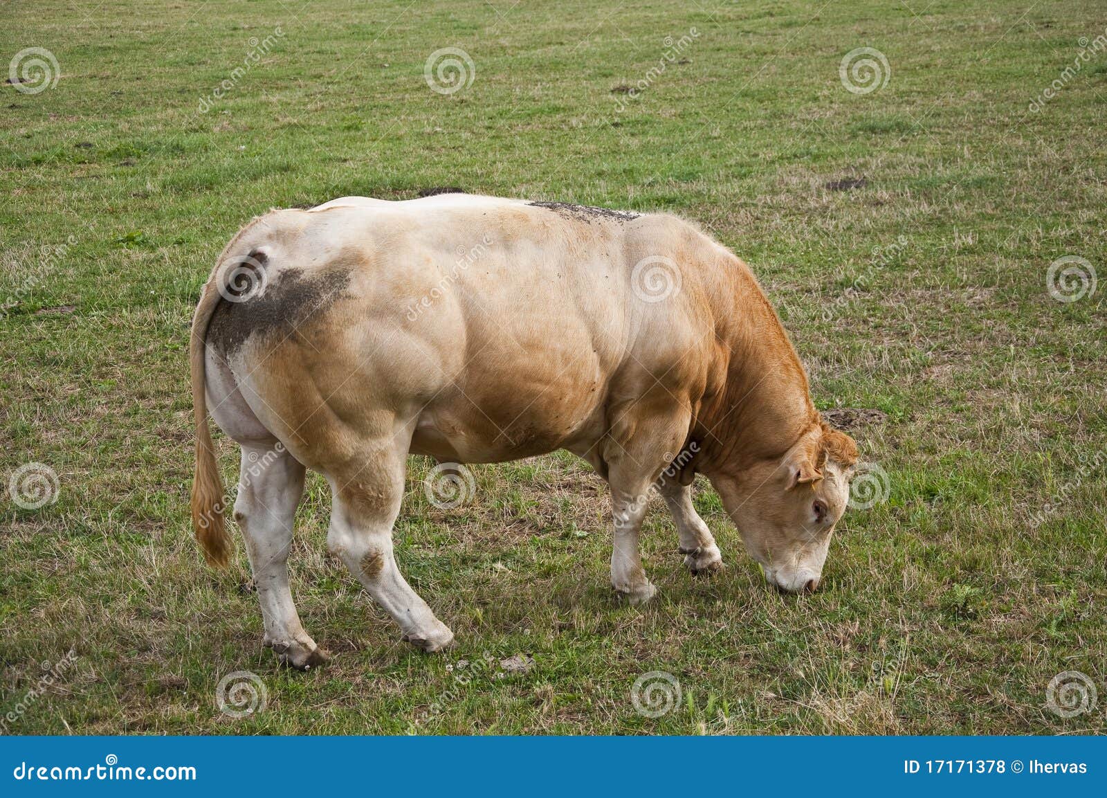 Bull in field stock photo. Image of cattle, green, countryside - 17171378