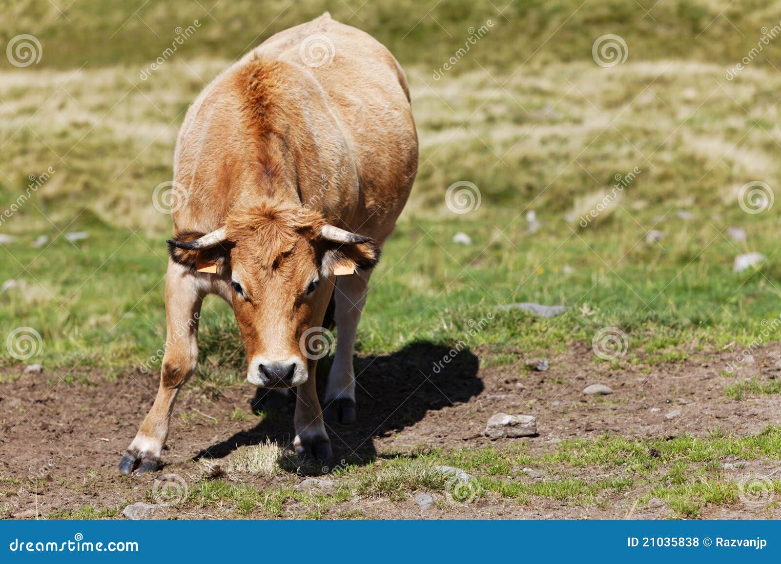 Bull in the field stock photo. Image of massive, meat - 21035838