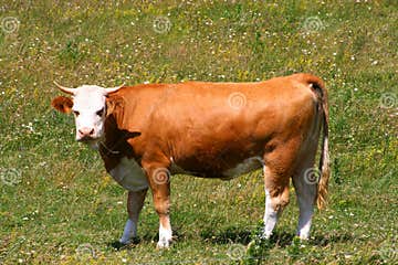 Bull in field stock image. Image of bull, mammals, green - 5639849