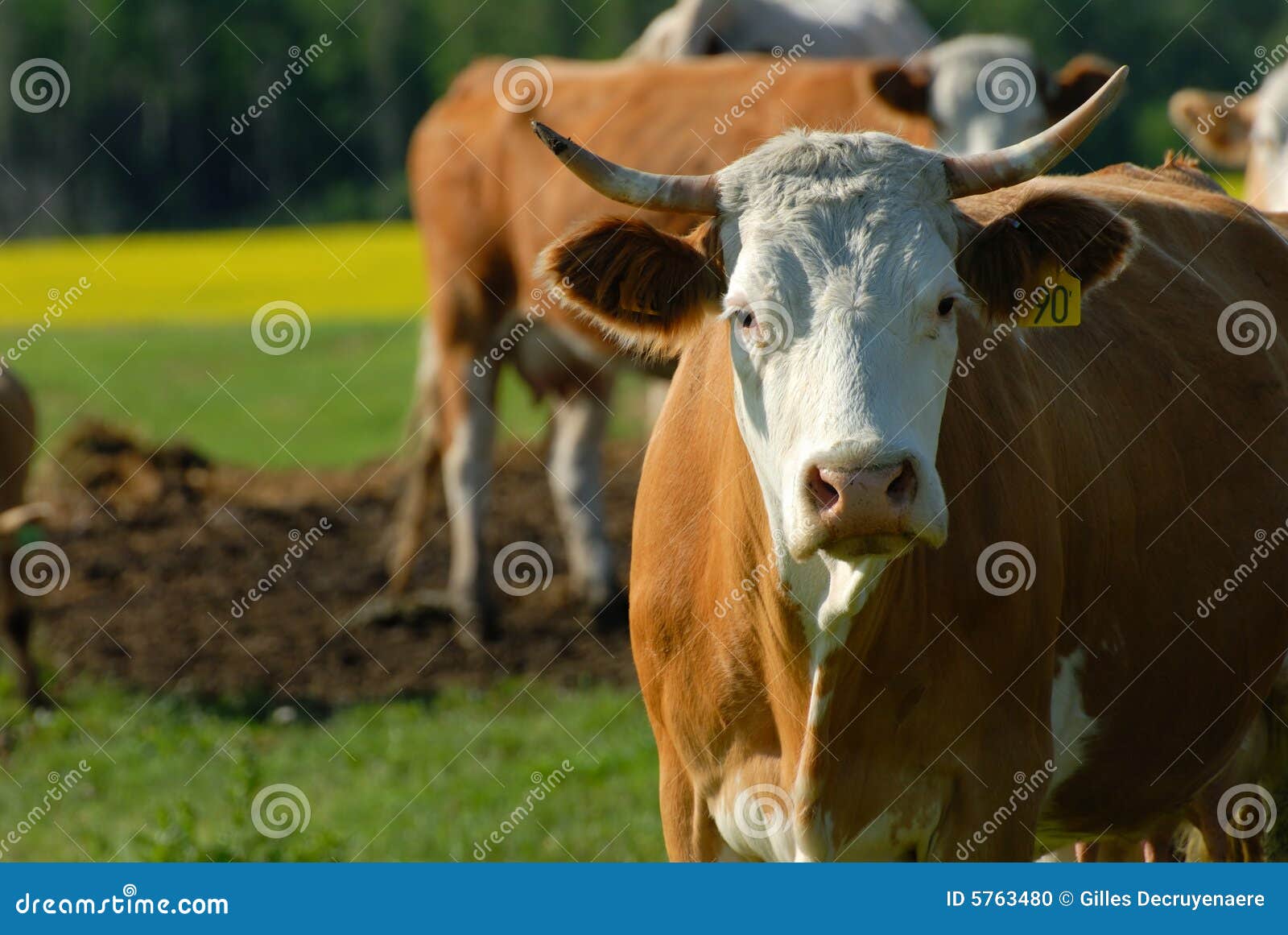 Bull in Field stock photo. Image of livestock, herd, field - 5763480
