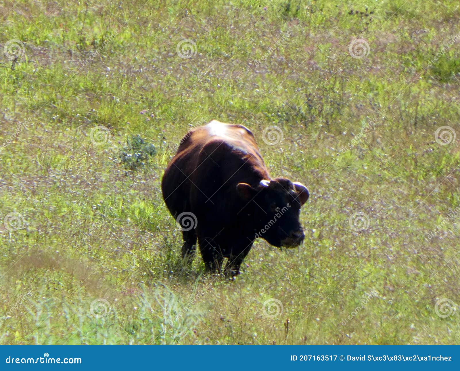 Bull in the field stock image. Image of cattle, bovine - 207163517