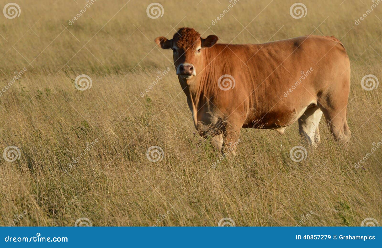 Bull in a Field stock image. Image of animal, cattle - 40857279