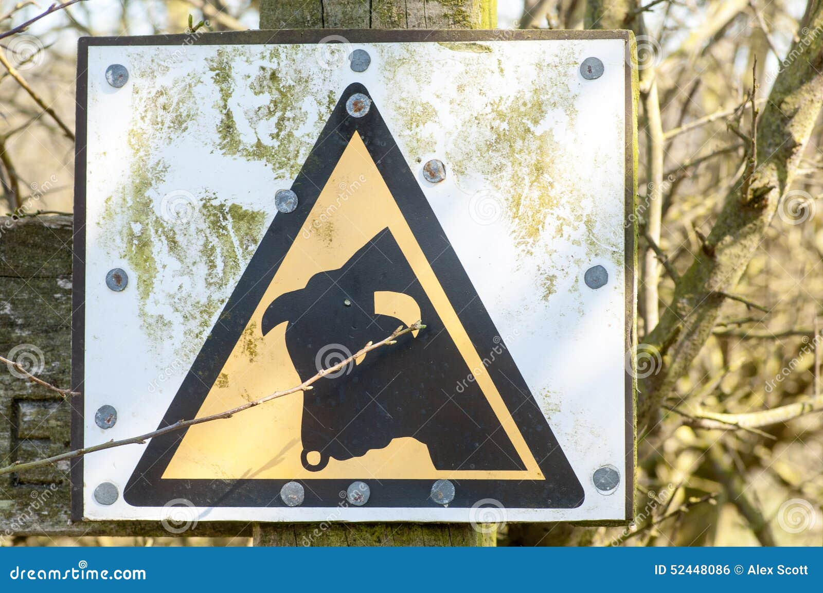 Bull in field warning sign stock photo. Image of danger - 52448086