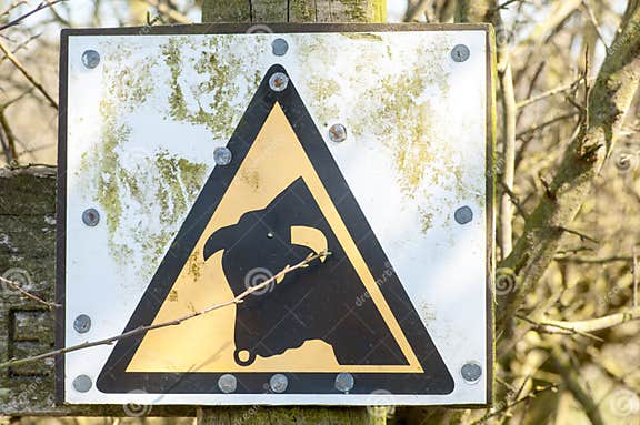 Bull in field warning sign stock photo. Image of danger - 52448086