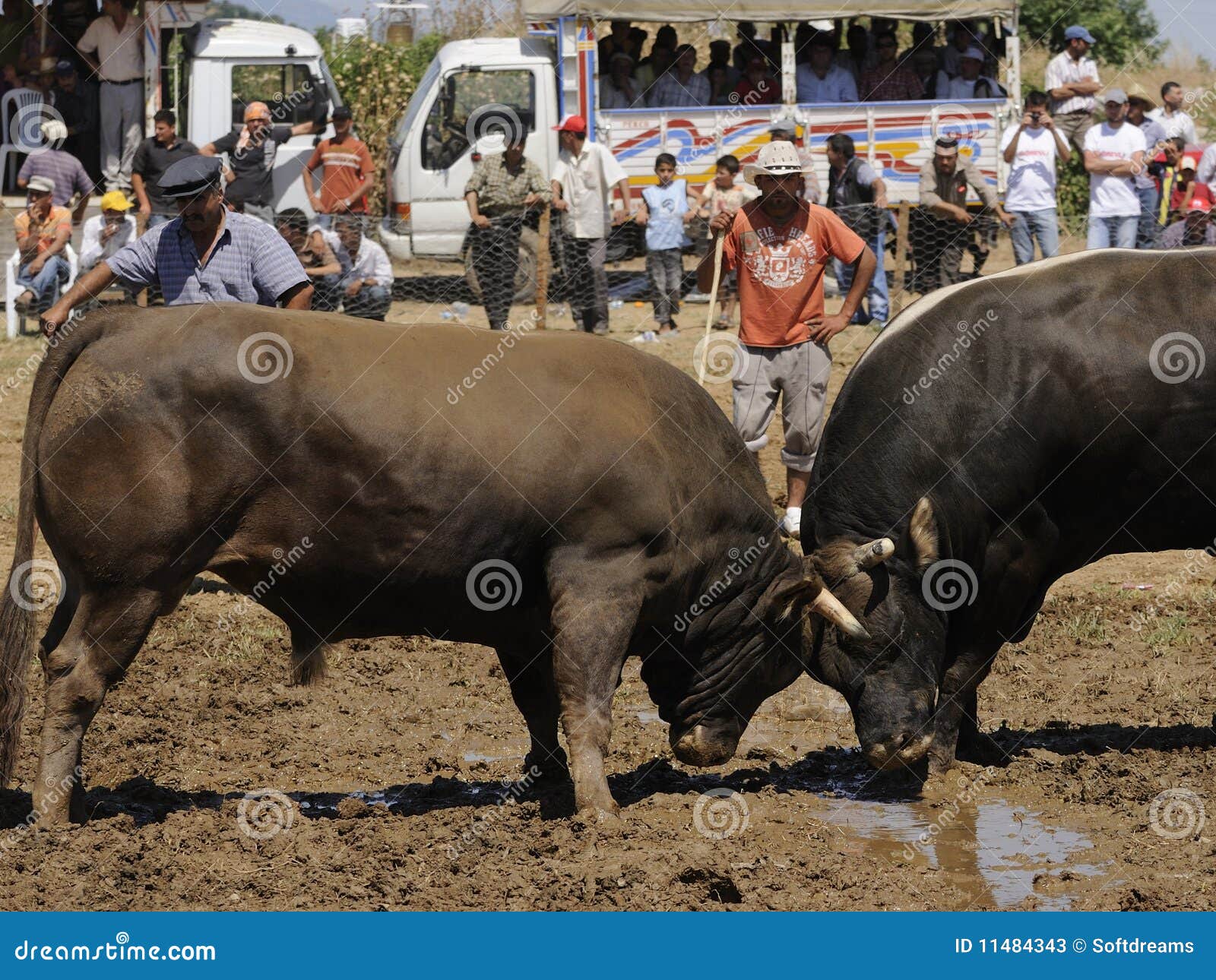 Bull fight editorial stock photo. Image of lead, oriental - 11484343