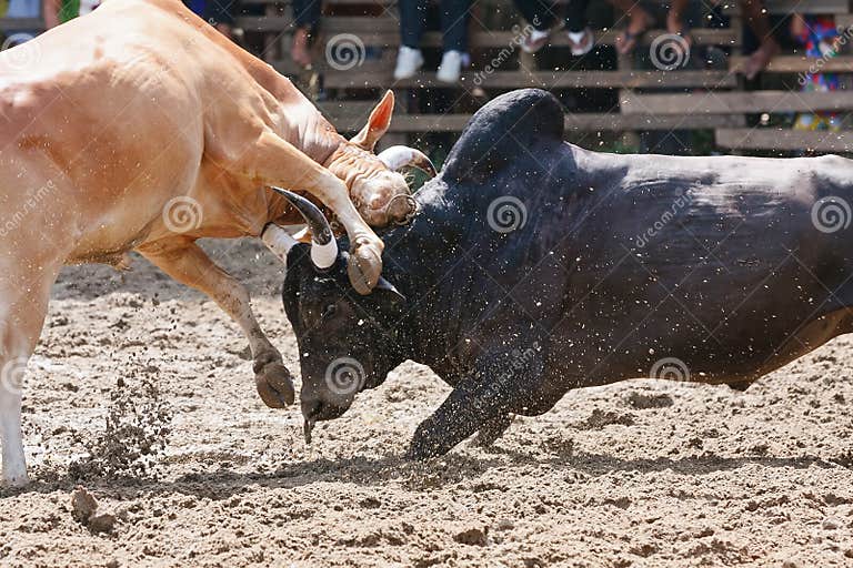 Bull fight stock photo. Image of horned, bovine, confronting - 26522224
