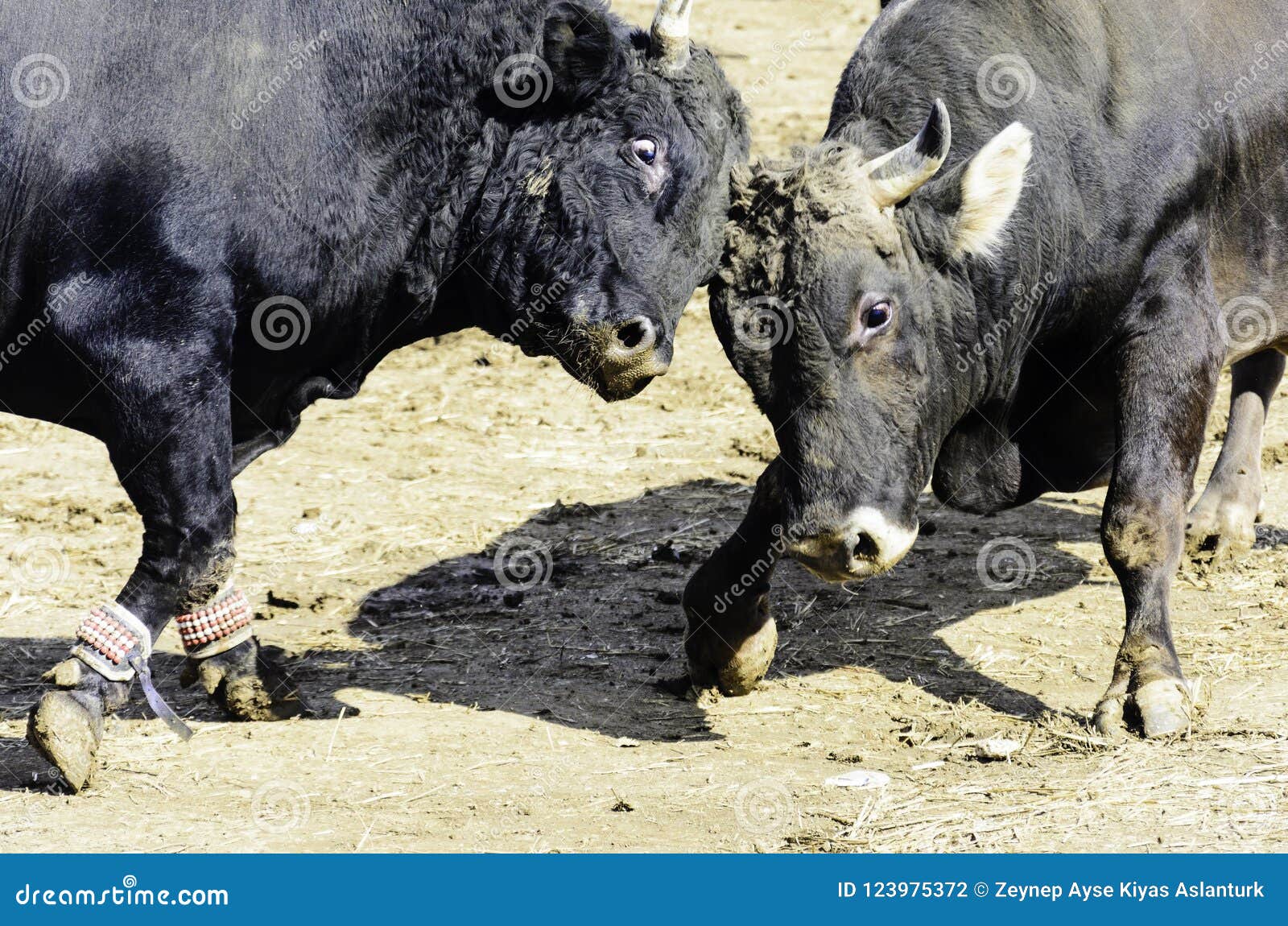 Bull fight stock photo. Image of running, bullfight - 123975372