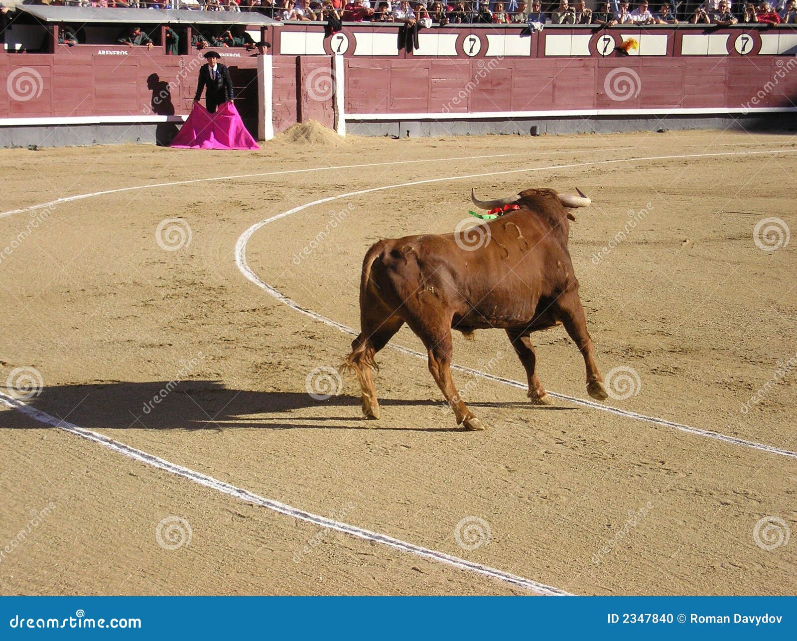 Bull Fighting stock photo. Image of bovine, male, arena - 2347840
