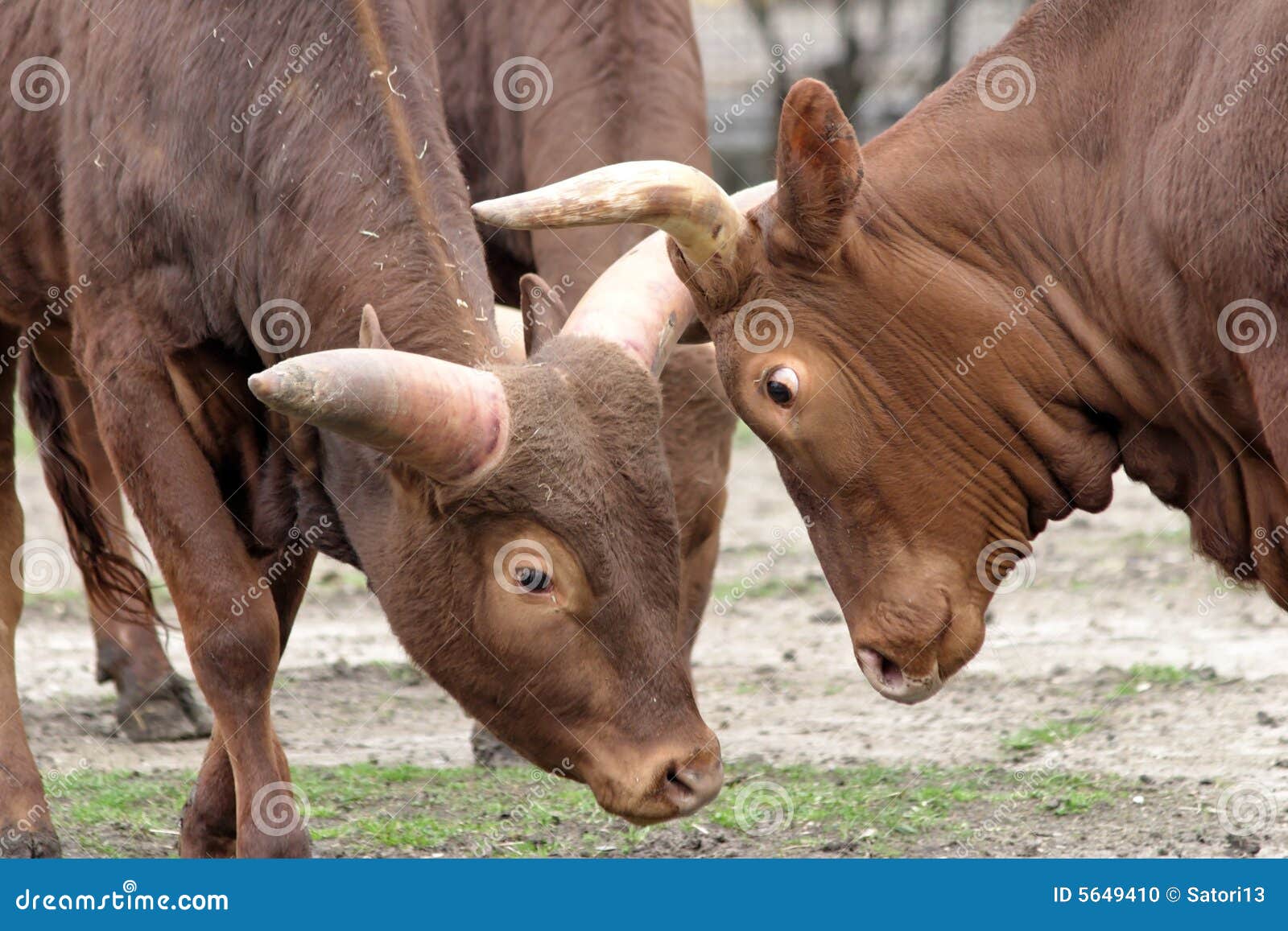 Bull fighting stock photo. Image of bullfighter, bullfight - 5649410