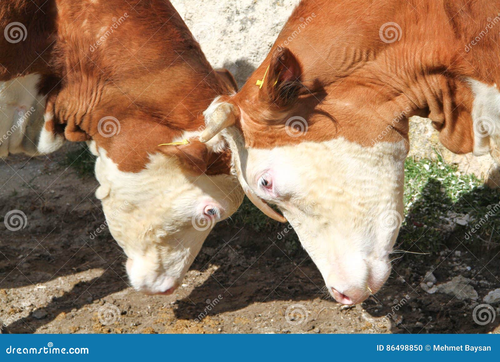 Bull fighting stock photo. Image of farming, agricultural - 86498850