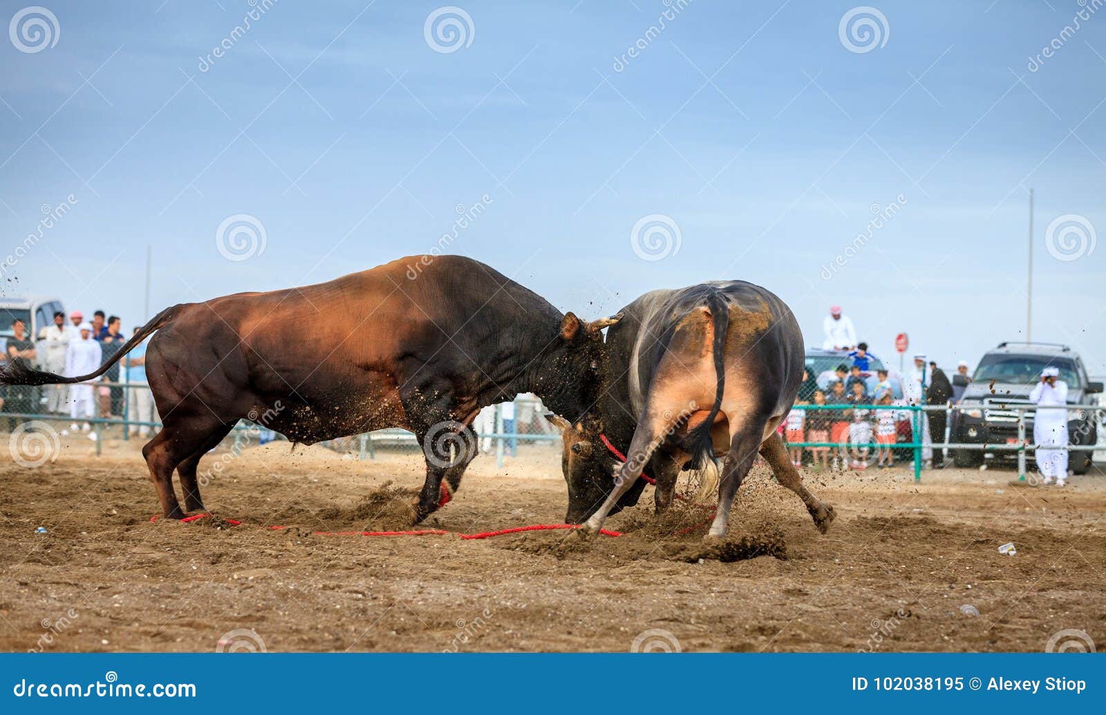 Bull fighting in Fujairah stock image. Image of middle - 102038195 Bull fighting in Fujairah stock image. Image of middle - 102038195