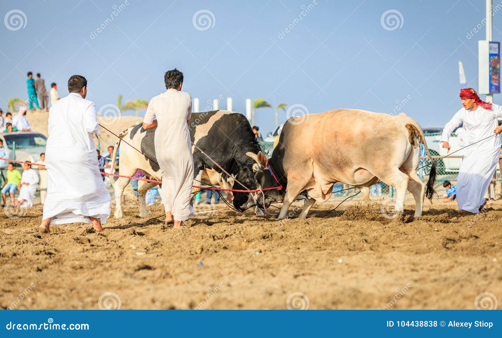 Bull fighting in Fujairah editorial stock photo. Image of domestic ... Bull fighting in Fujairah editorial stock photo. Image of domestic ...